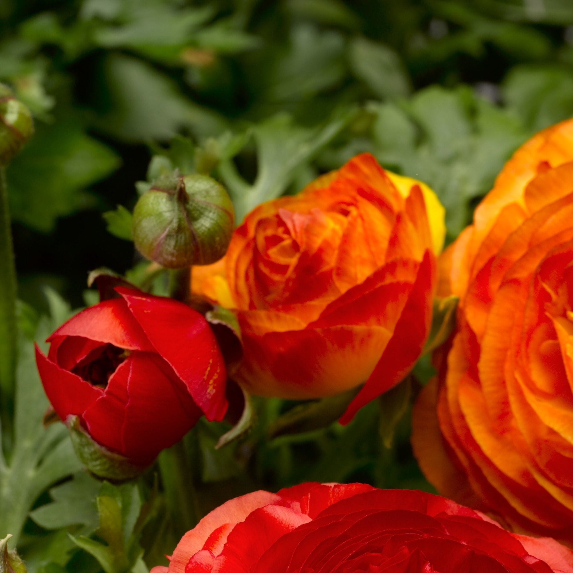 Magic Fireball | Syngenta Flowers