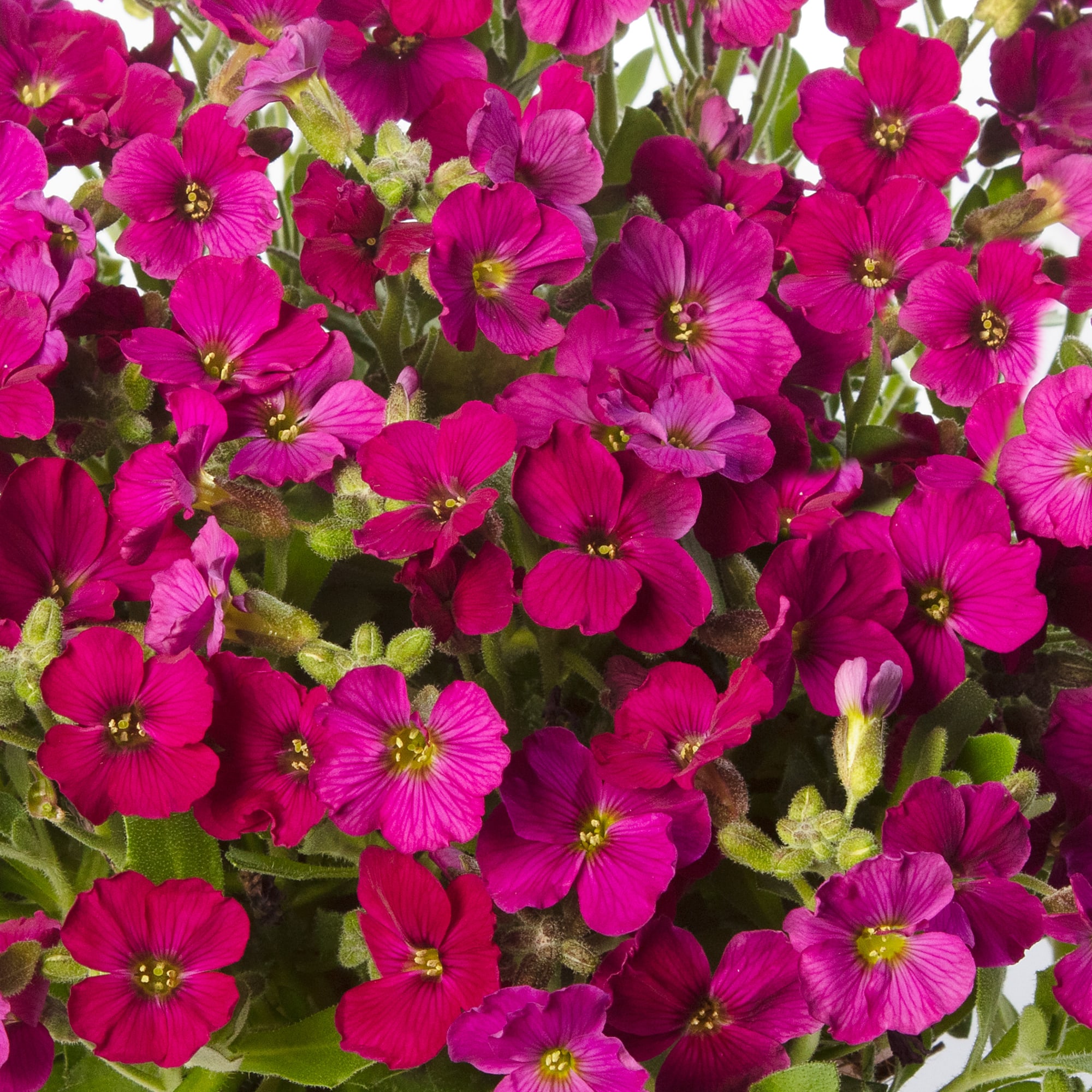Audrey Red | Syngenta Flowers
