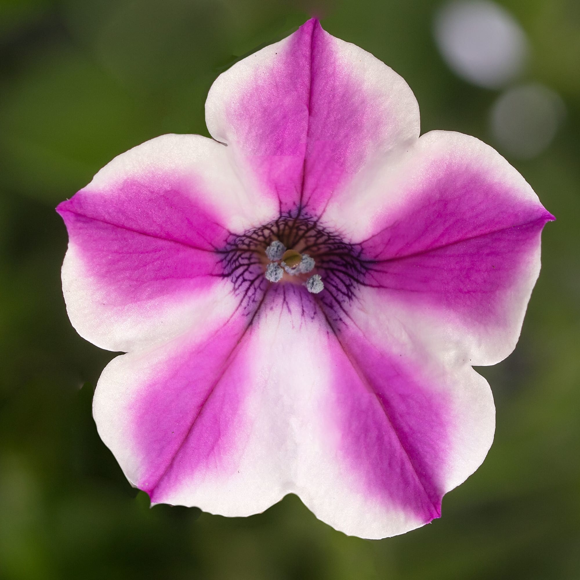 Dekko Pinwheel Purple | Syngenta Flowers