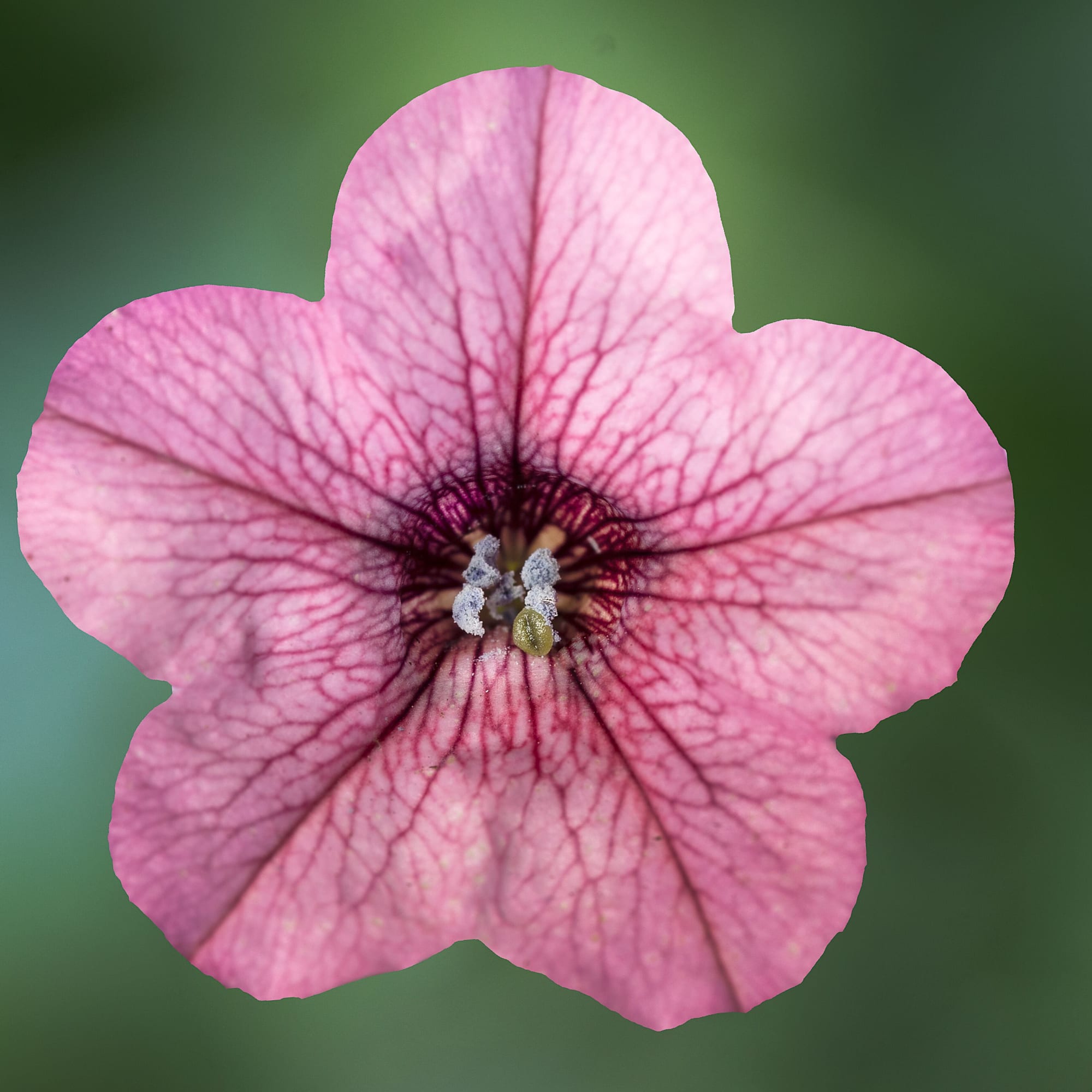 Dekko Deep Lavender Vein | Syngenta Flowers