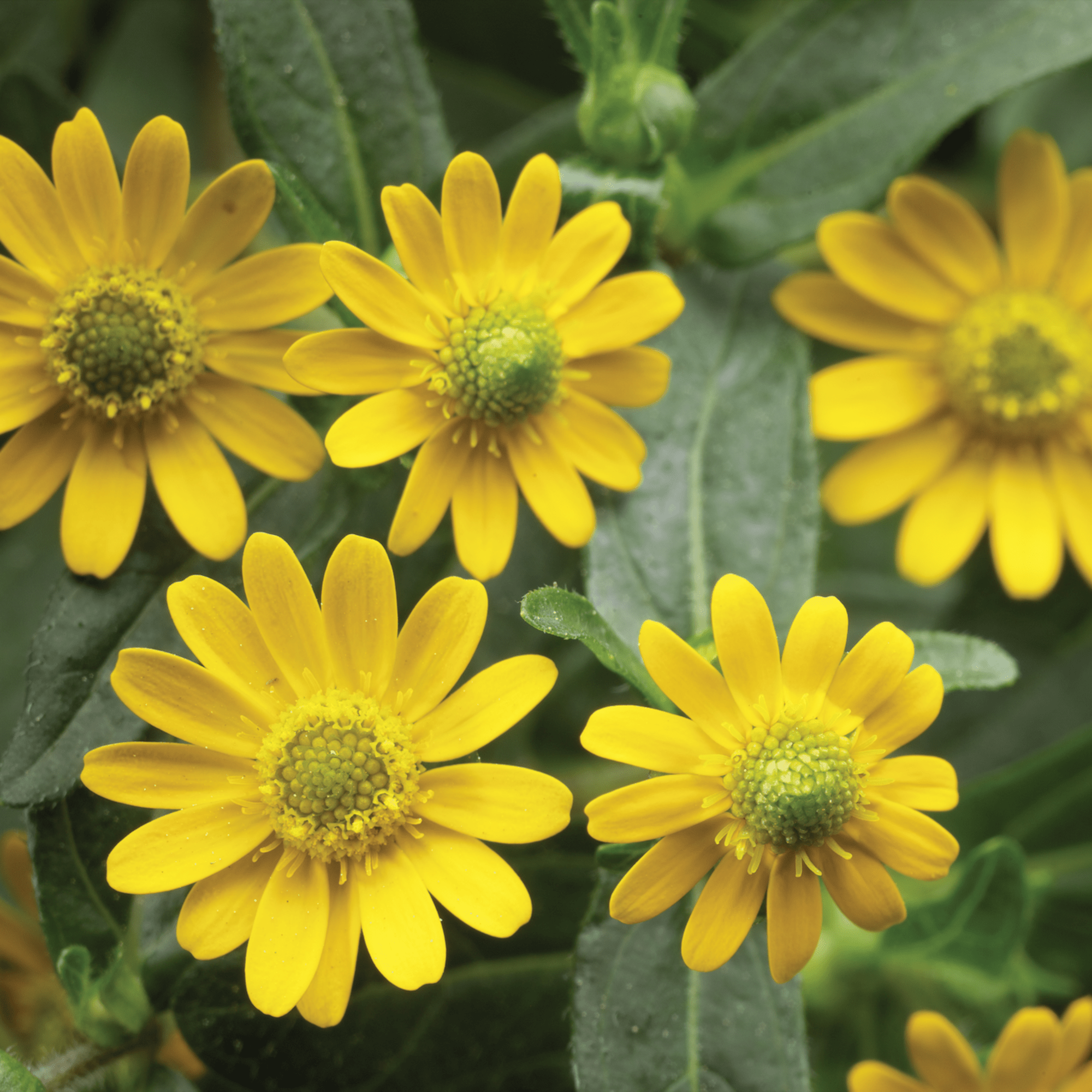 Cuzco Compact Improved | Syngenta Flowers