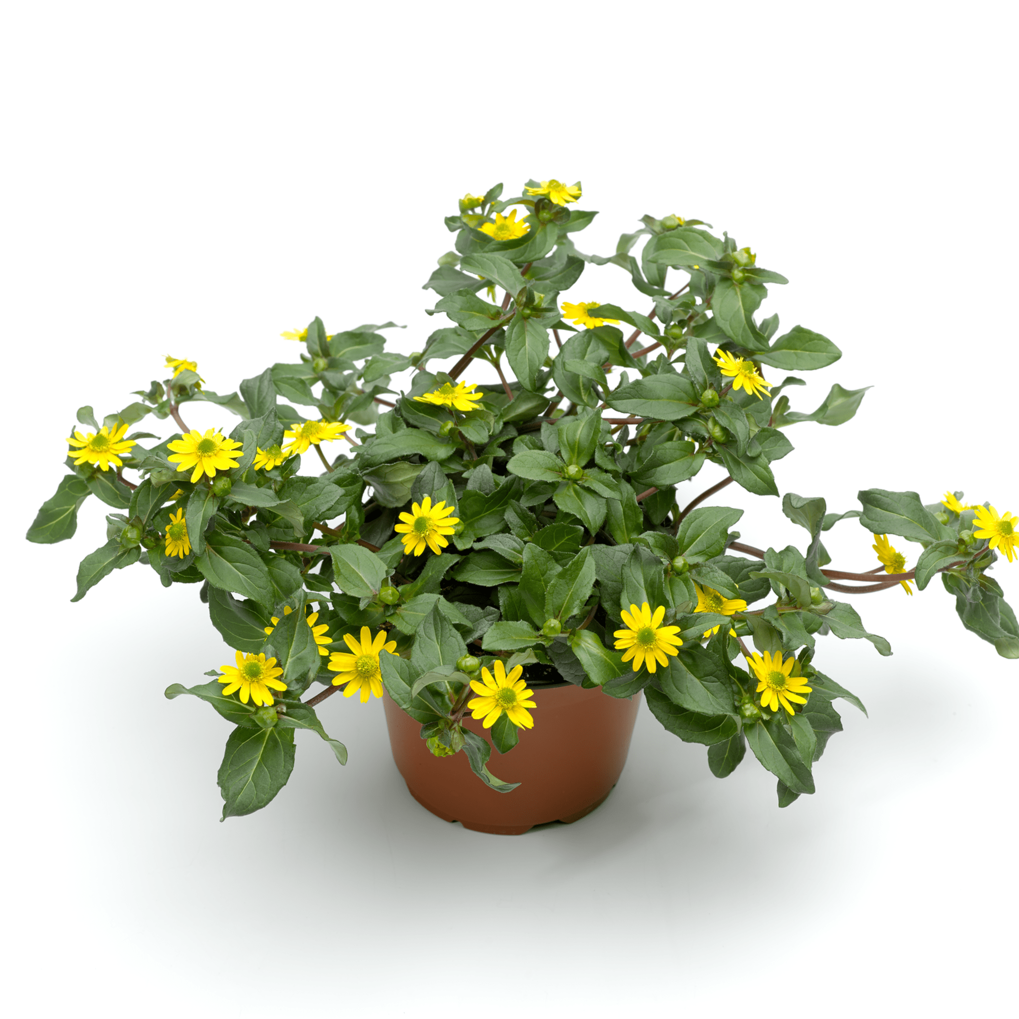 Cuzco Trailing Yellow | Syngenta Flowers