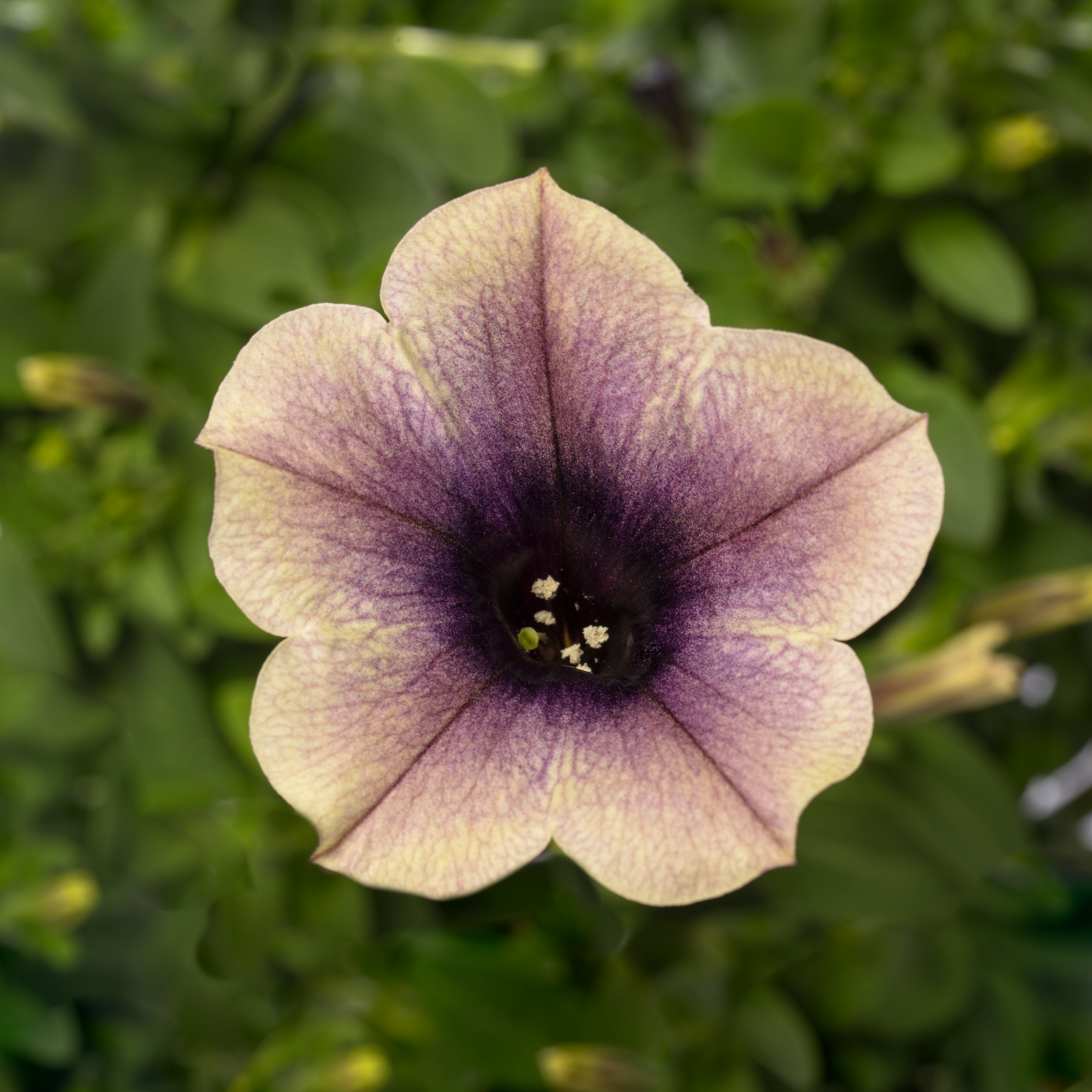 Sanguna Total Eclipse | Syngenta Flowers