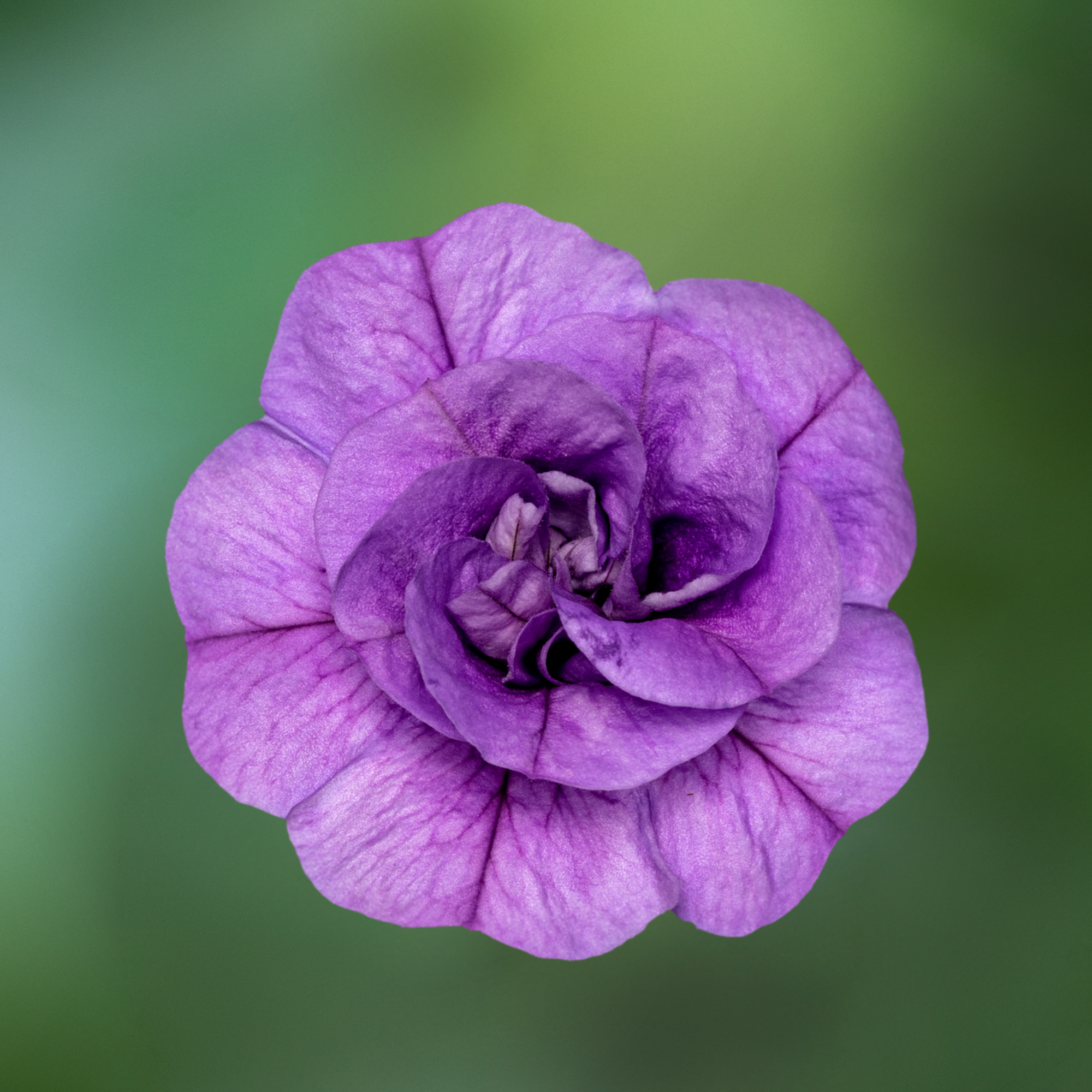 Callie Double Yellow | Syngenta Flowers