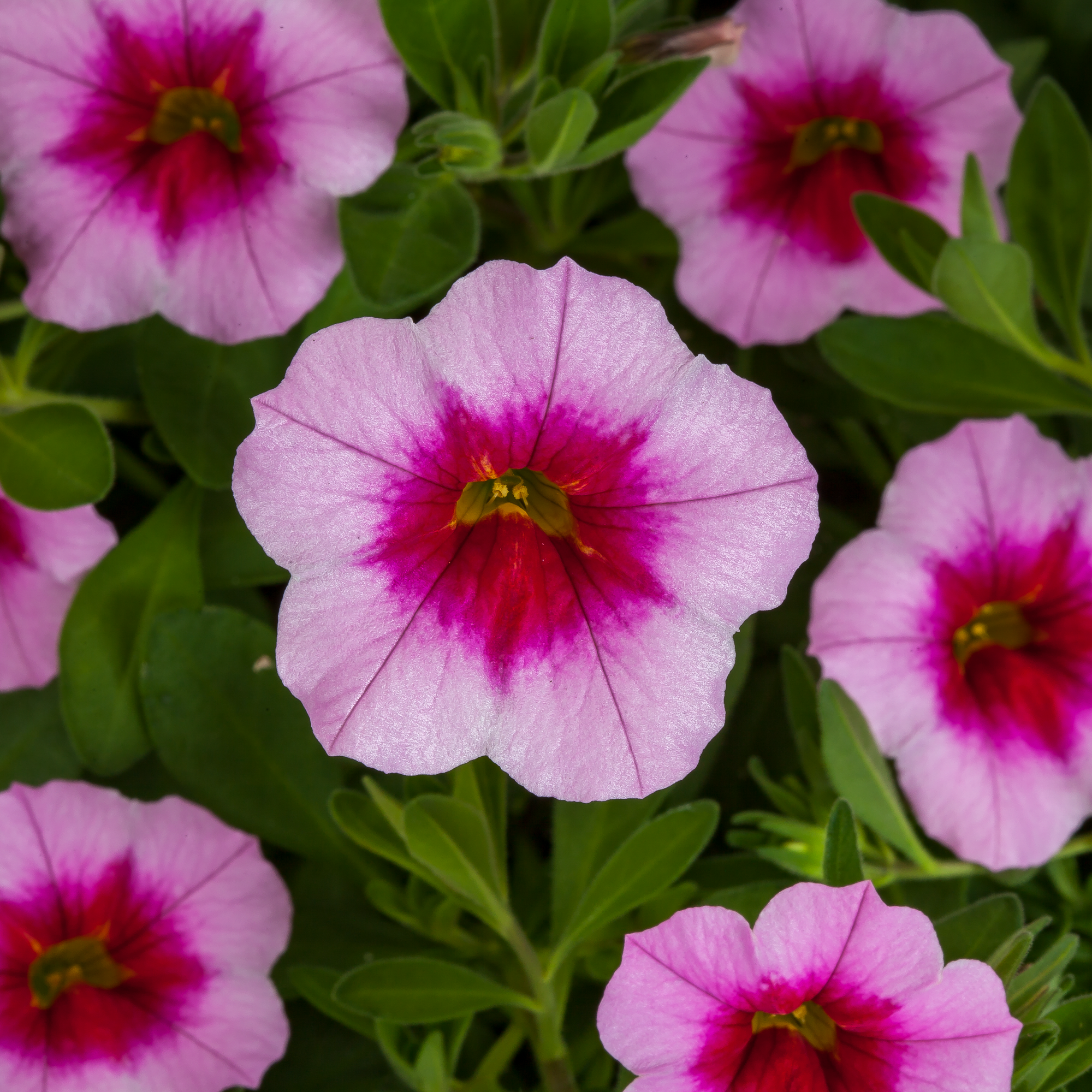 Cabrio Pink Eclipse | Syngenta Flowers