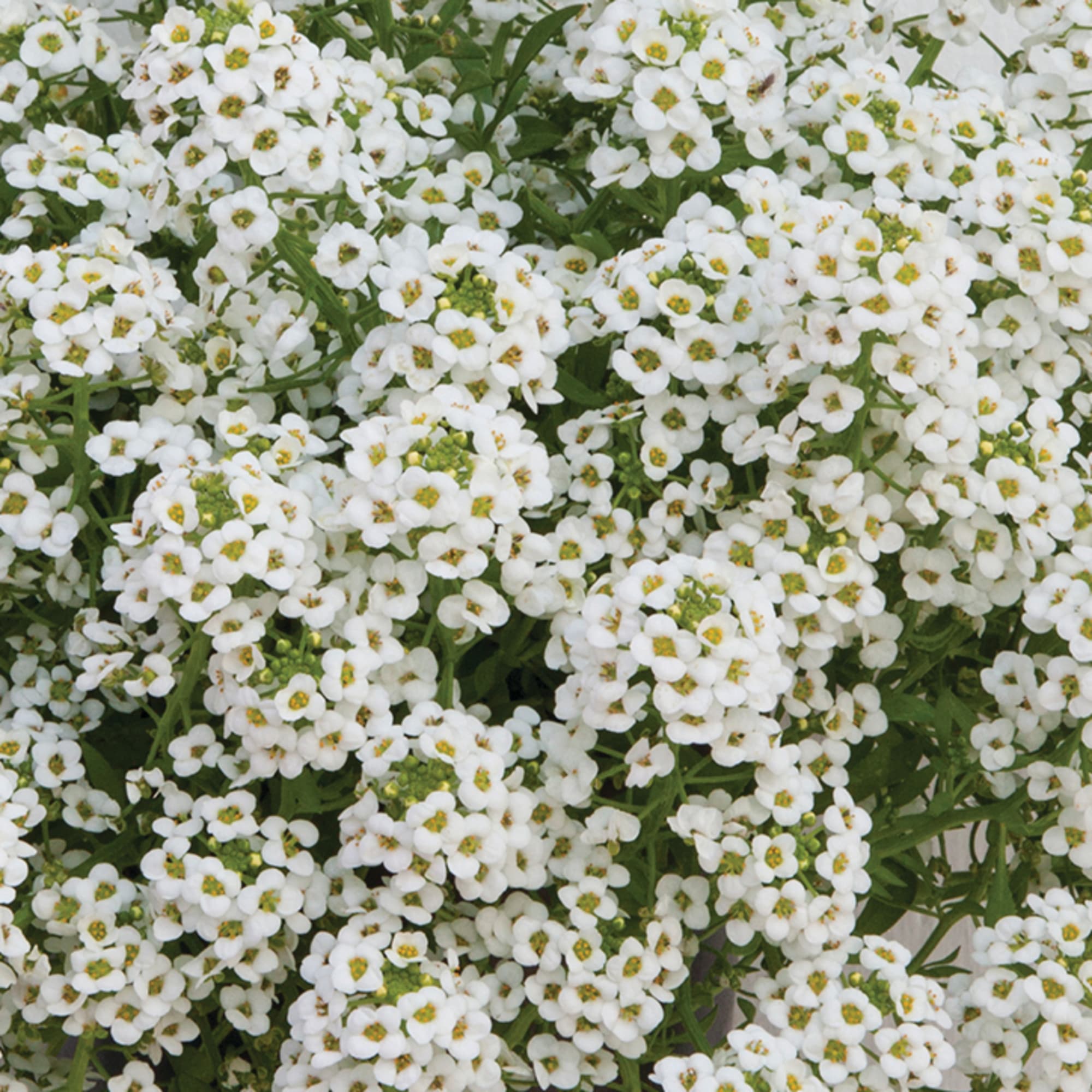 North Face White | Syngenta Flowers