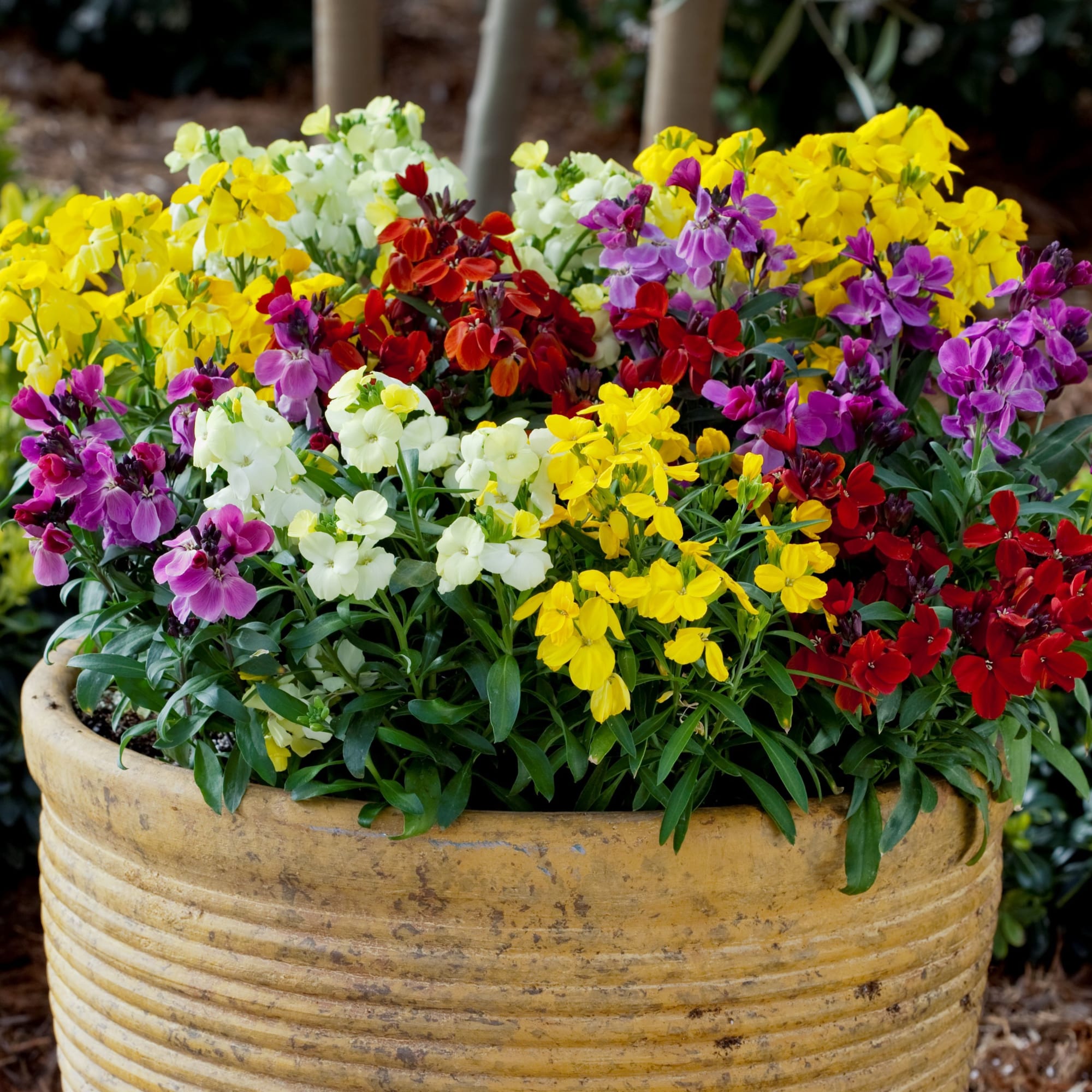 Sugar Rush Purple Bicolor | Syngenta Flowers