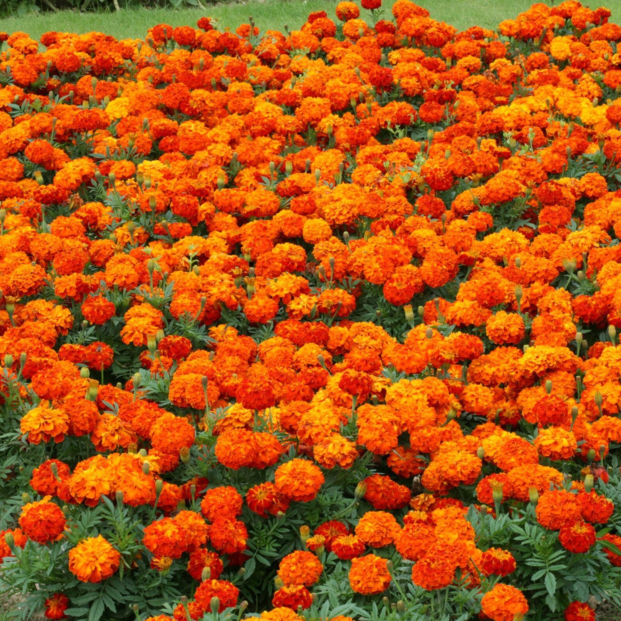 Zenith Red | Syngenta Flowers