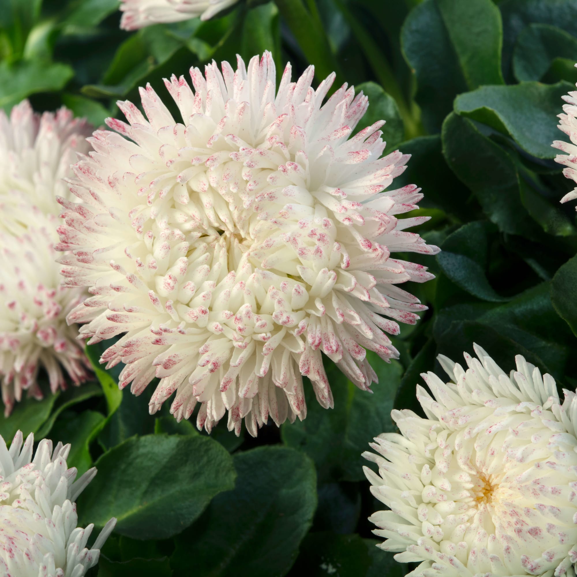 Bam Bam Mix | Syngenta Flowers