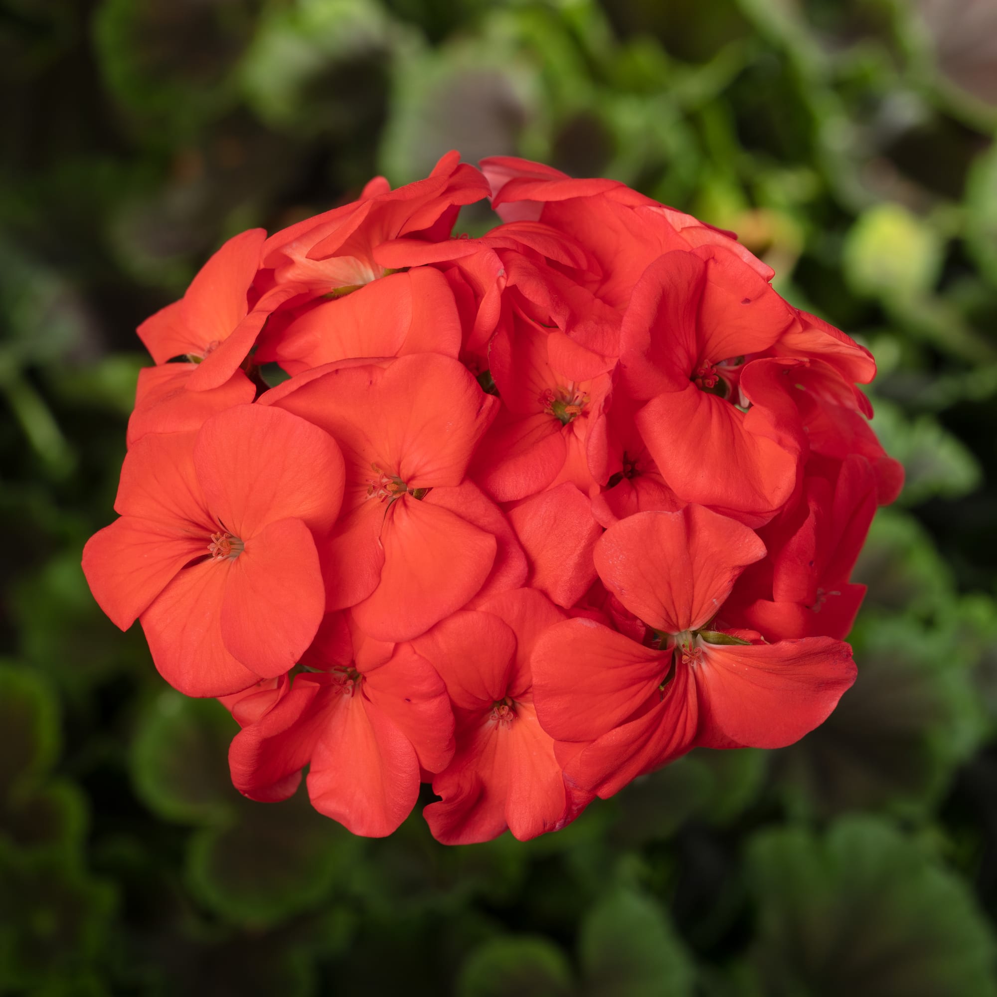Horizon Shadow Coral | Syngenta Flowers