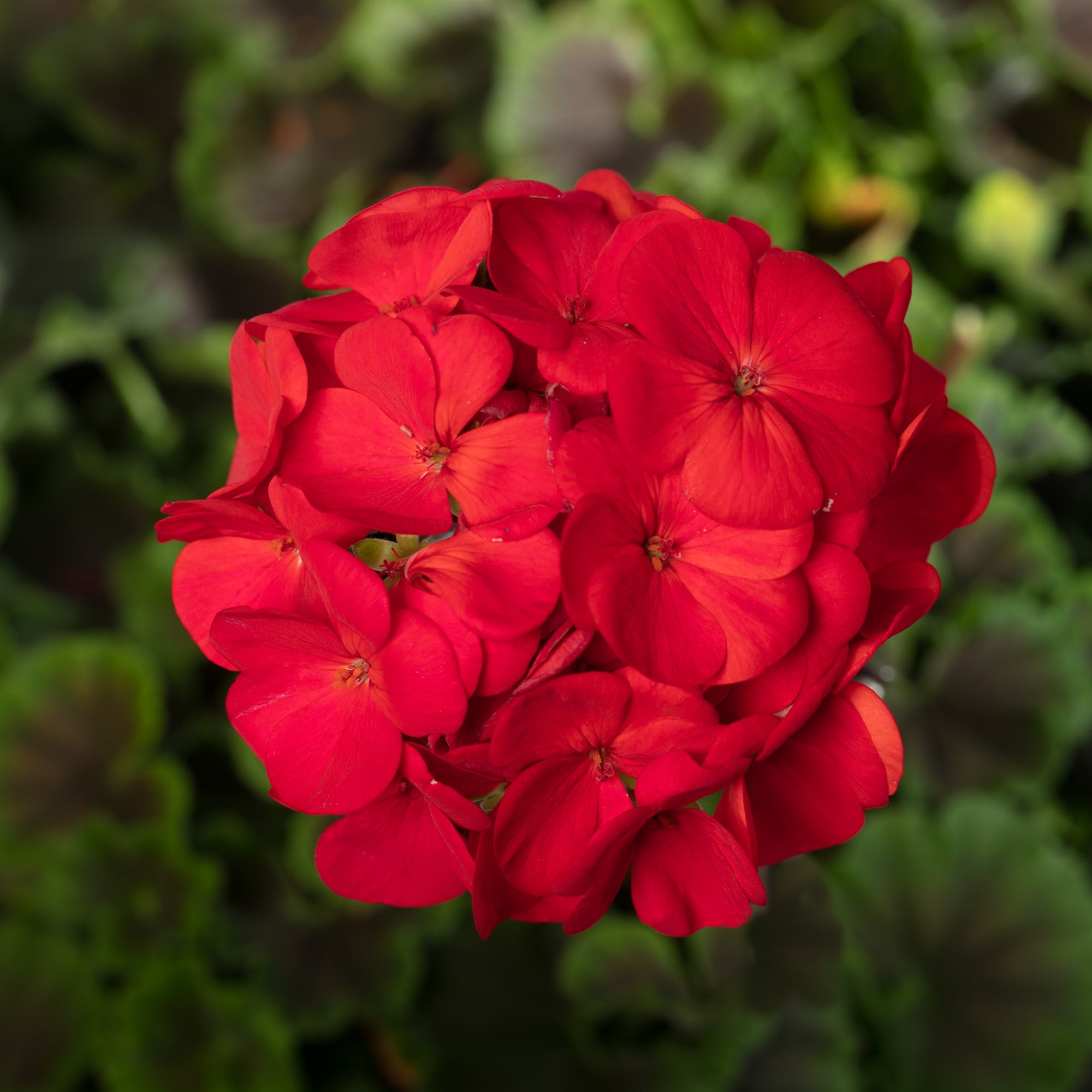 Horizon Shadow Red | Syngenta Flowers