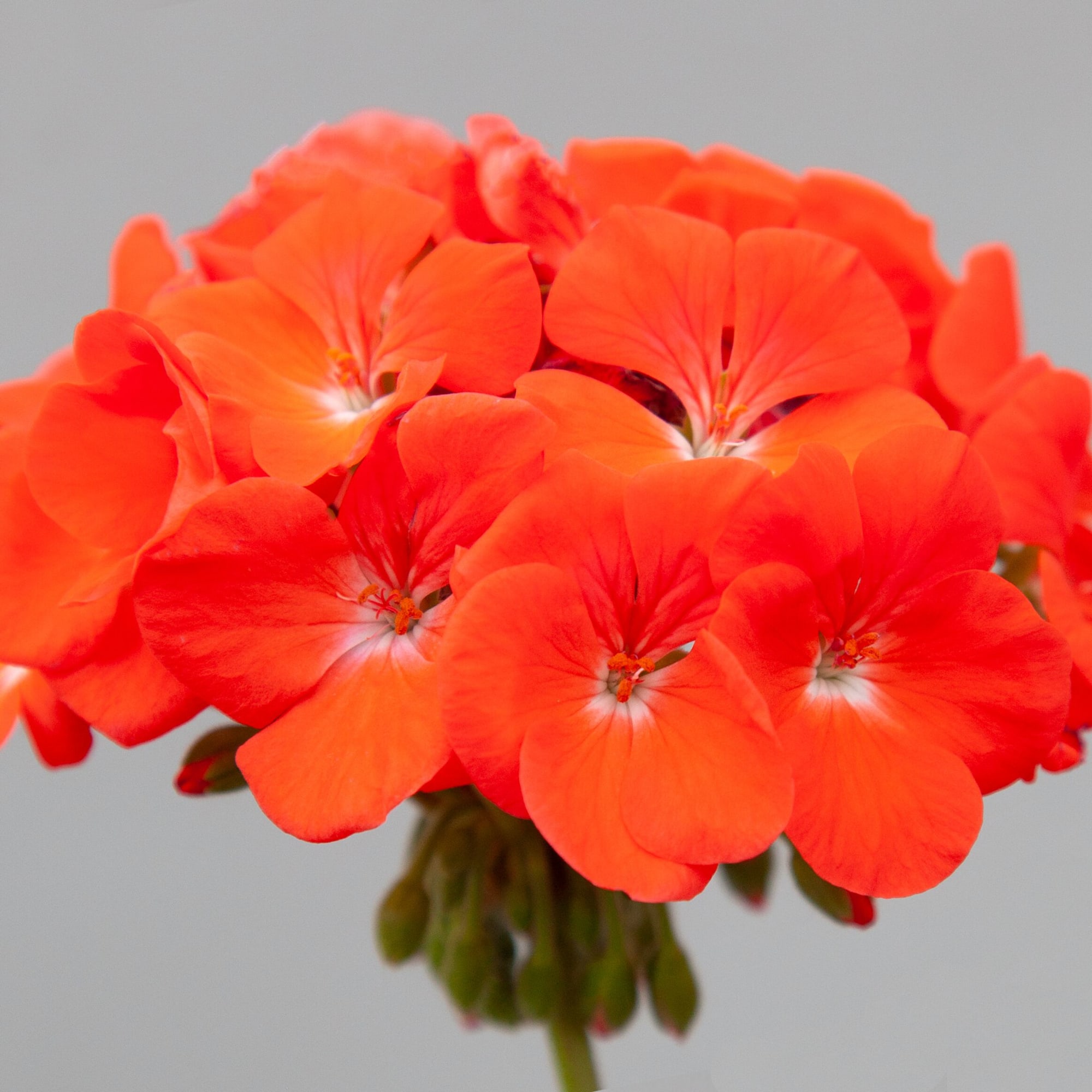 Horizon Shadow Deep Orange | Syngenta Flowers