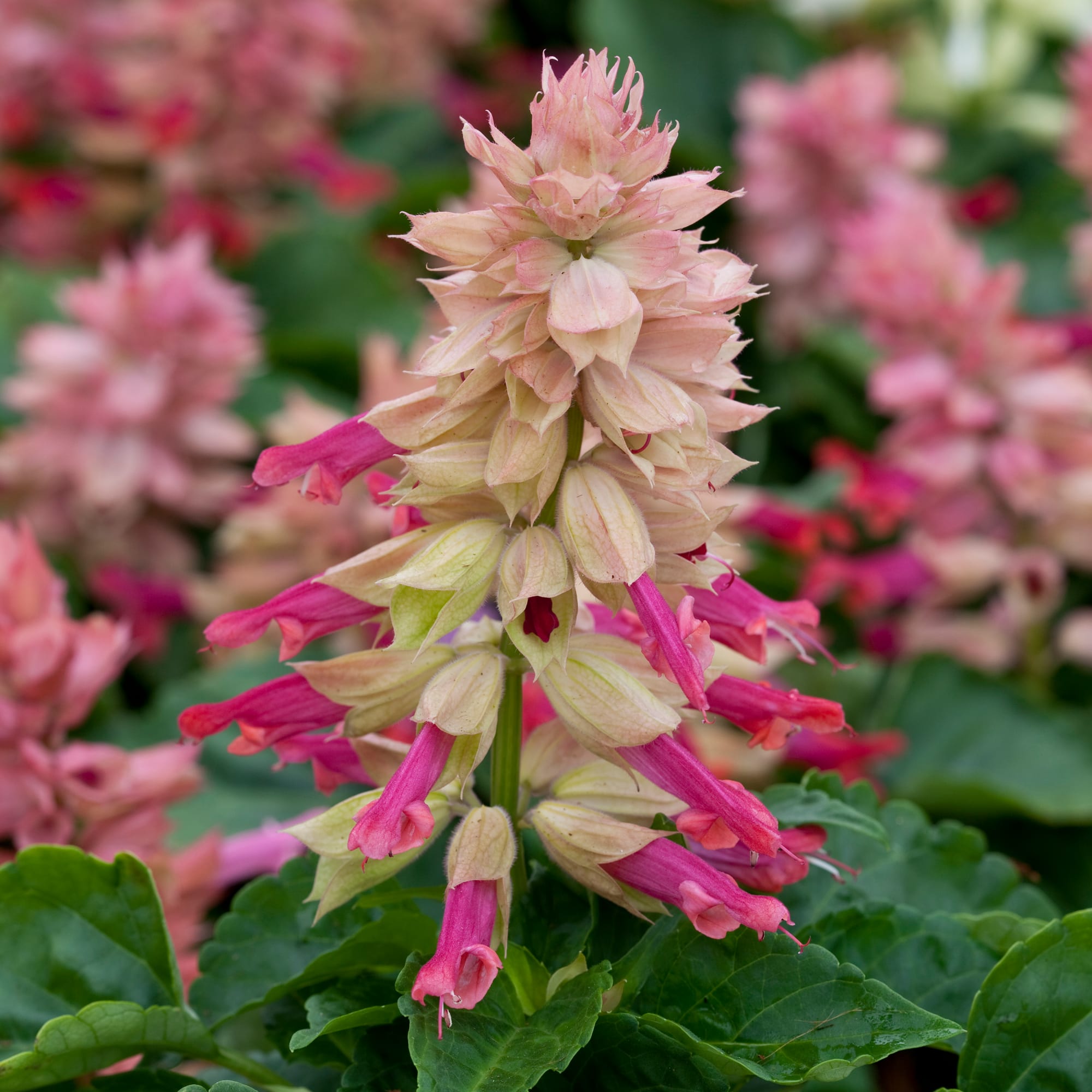 Sizzler Burgundy Halo | Syngenta Flowers