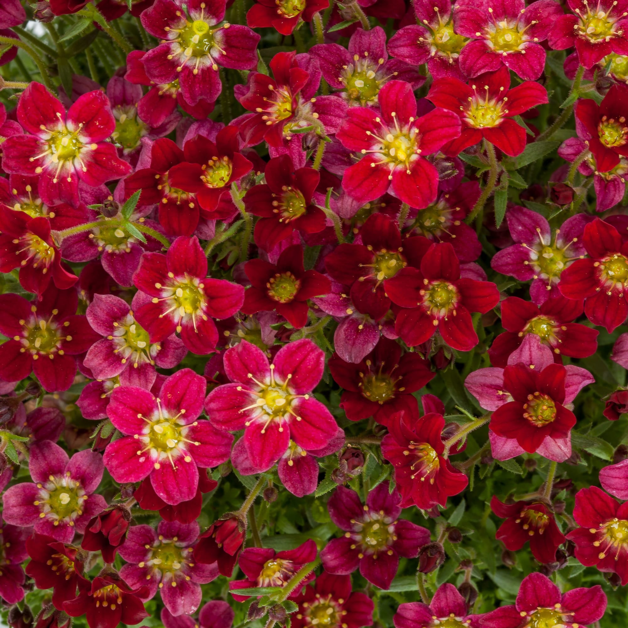 Touran Deep Red | Syngenta Flowers
