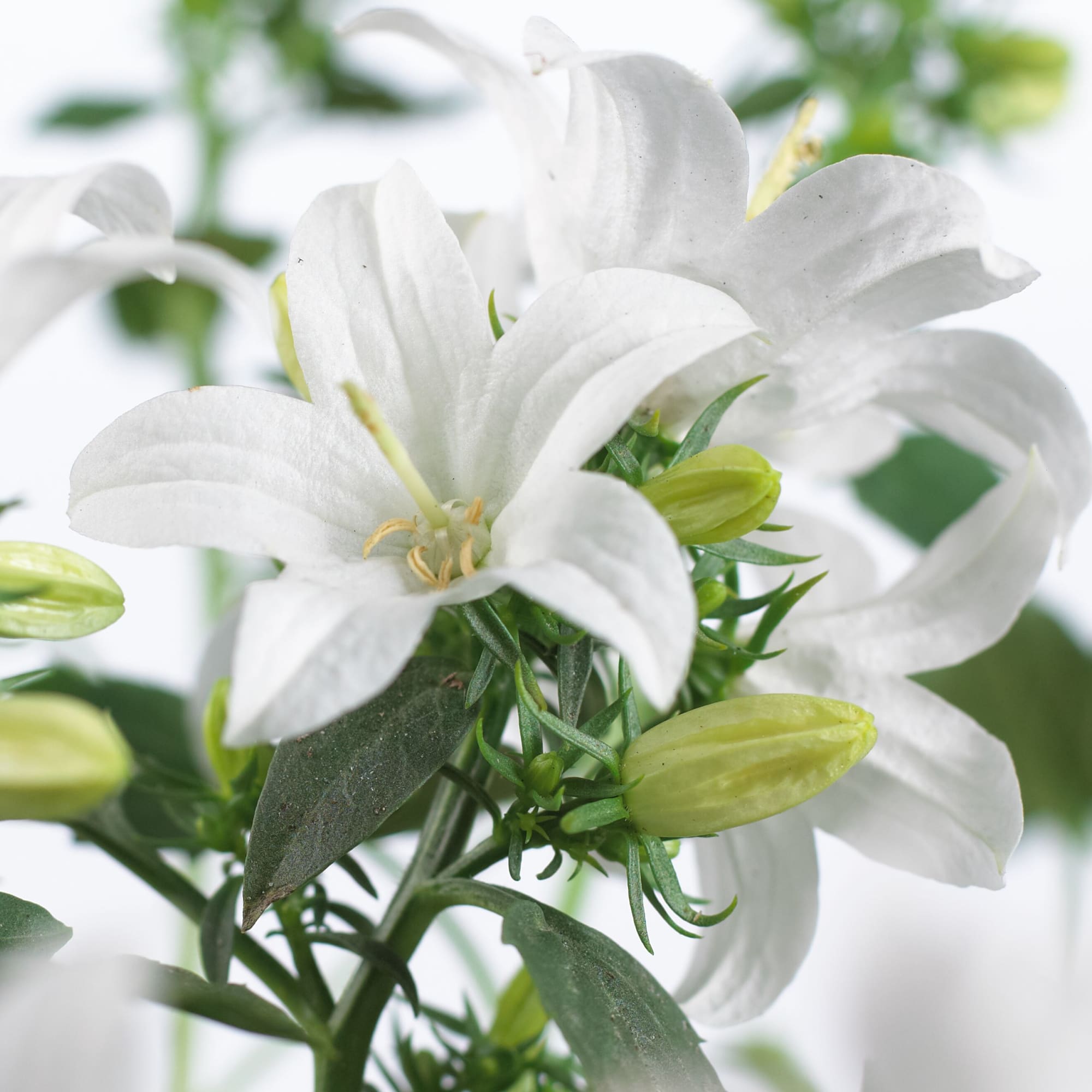 Spring Bell White | Syngenta Flowers