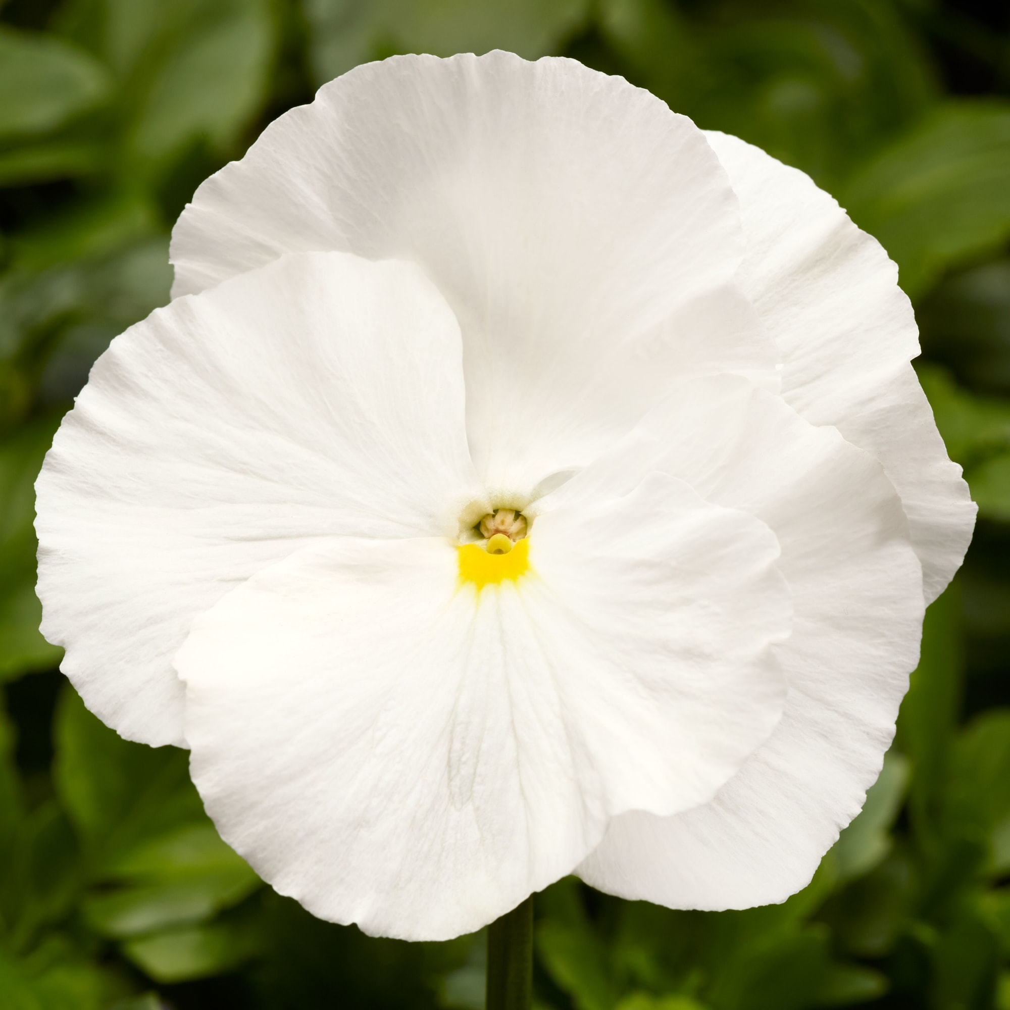Fino Clear White | Syngenta Flowers