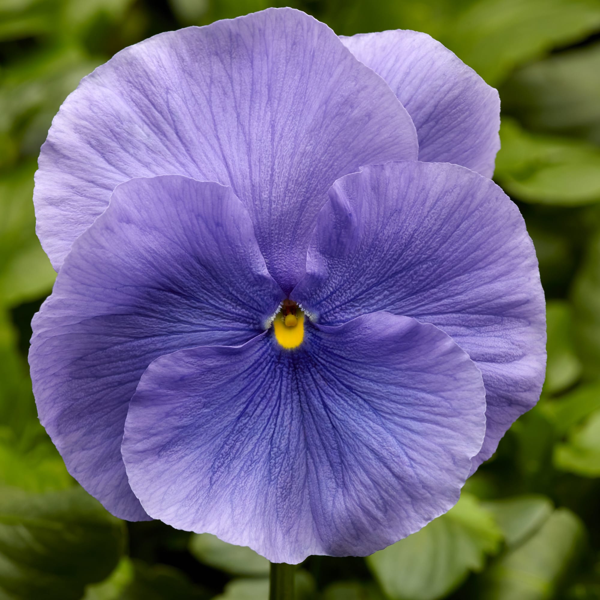 Fino Mix | Syngenta Flowers
