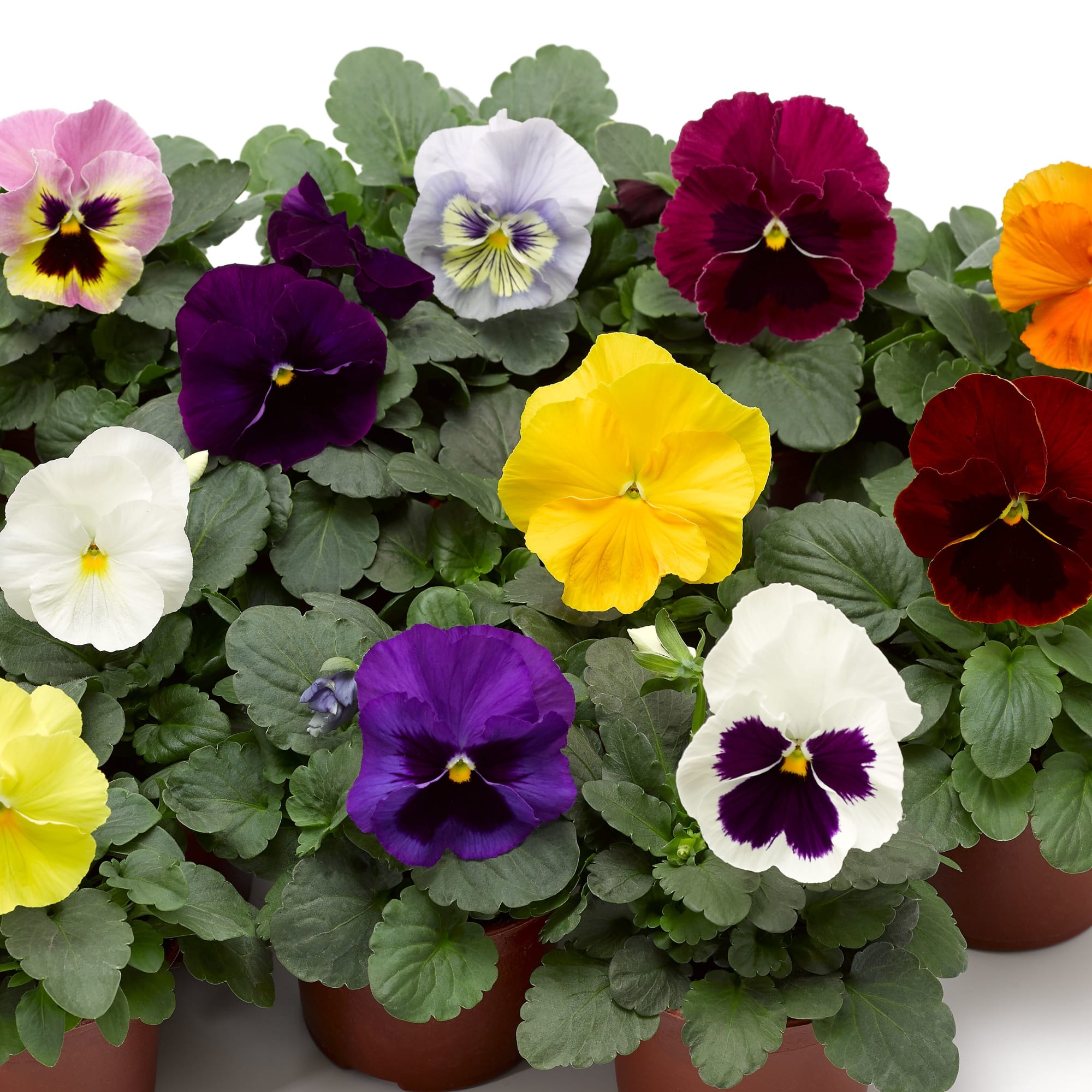 Fino Mix | Syngenta Flowers