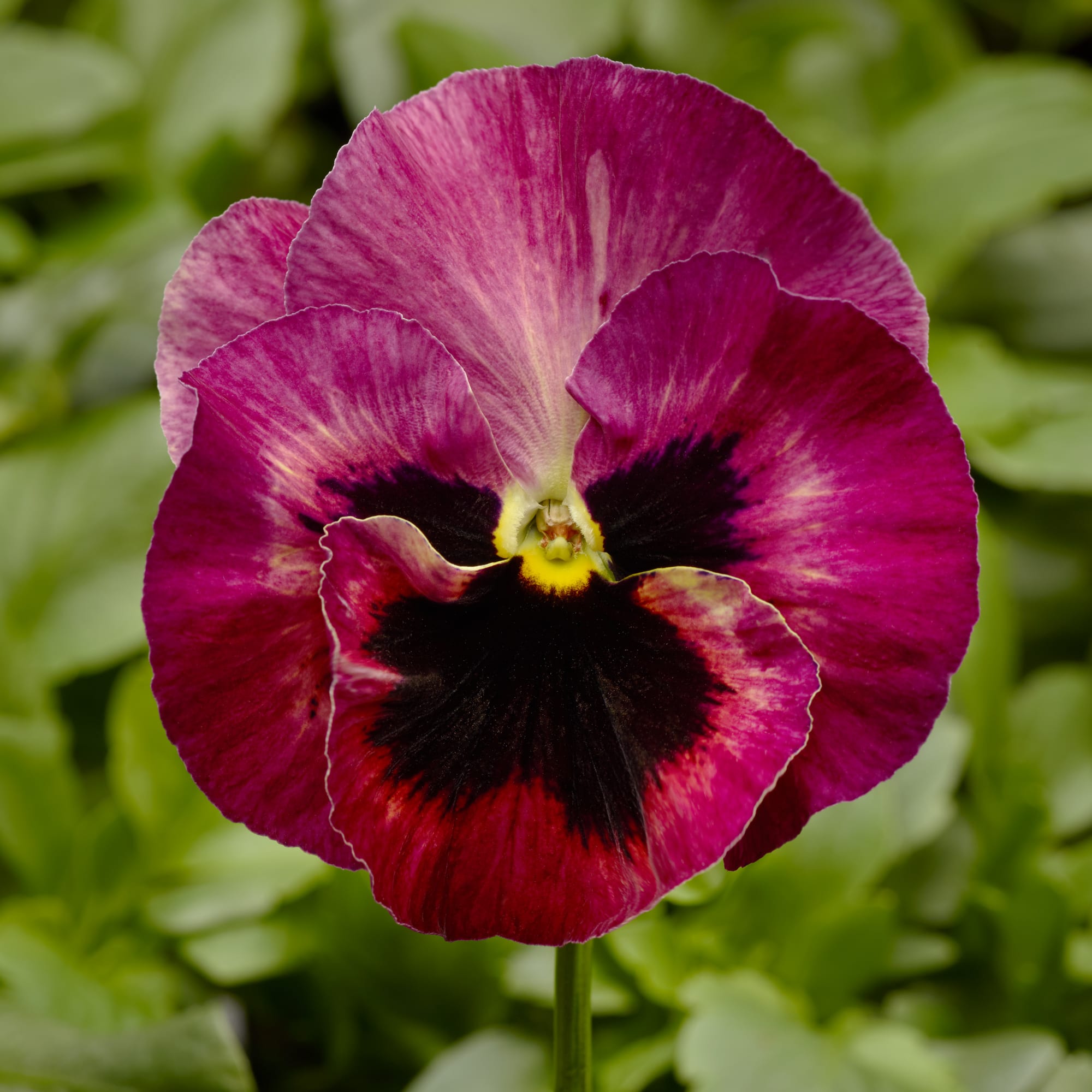 Fino Mix | Syngenta Flowers