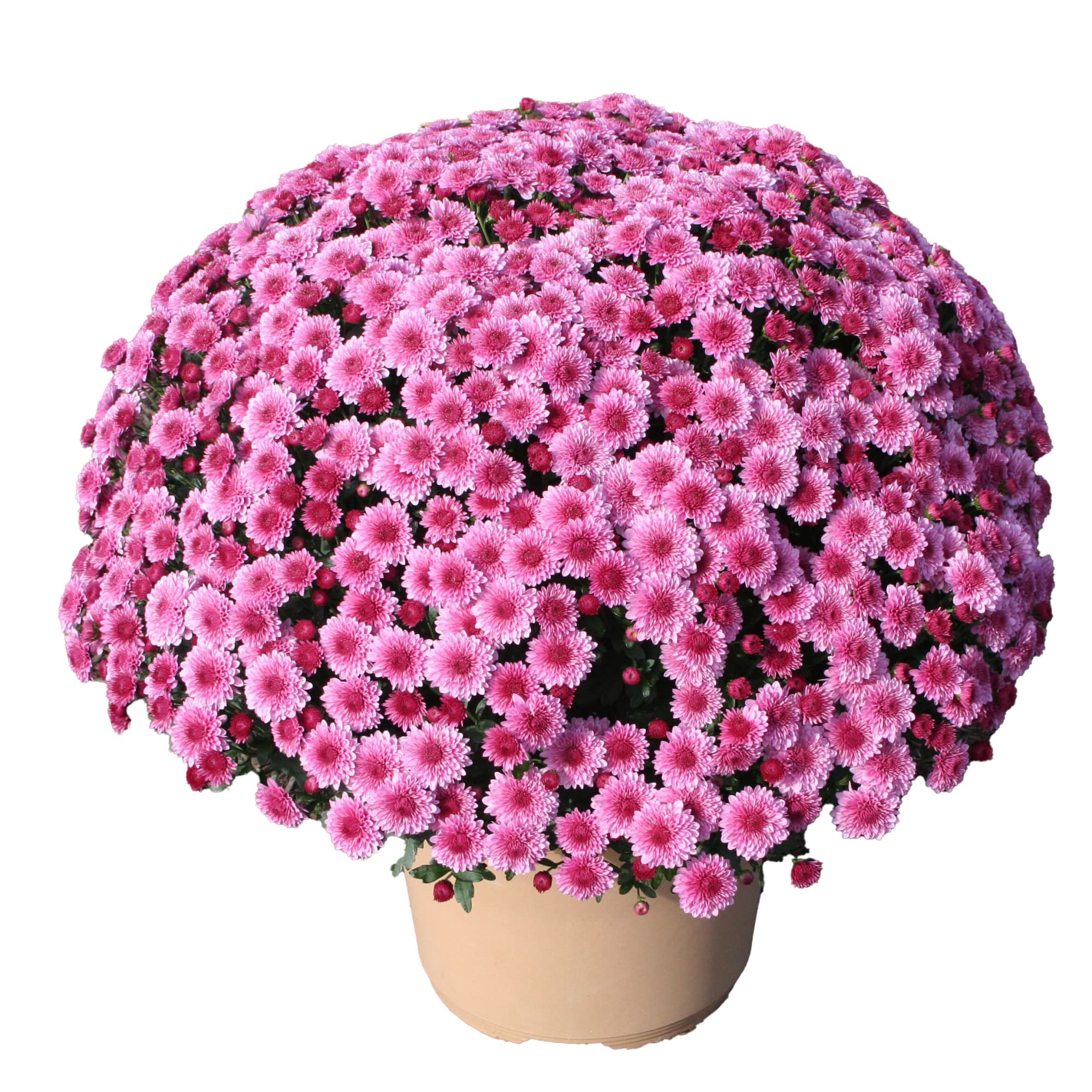 Cheryl Pink | Syngenta Flowers