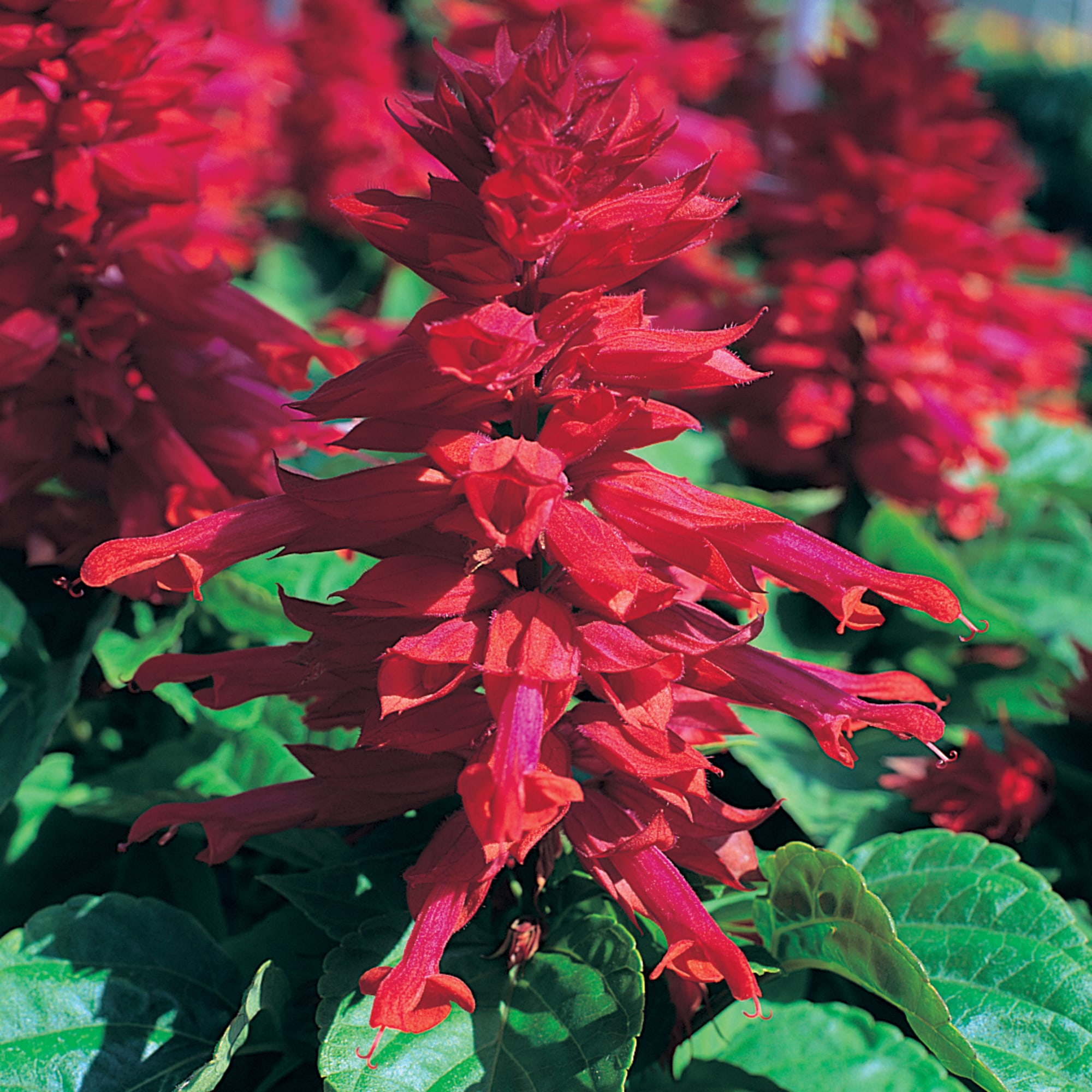 Sizzler Burgundy | Syngenta Flowers