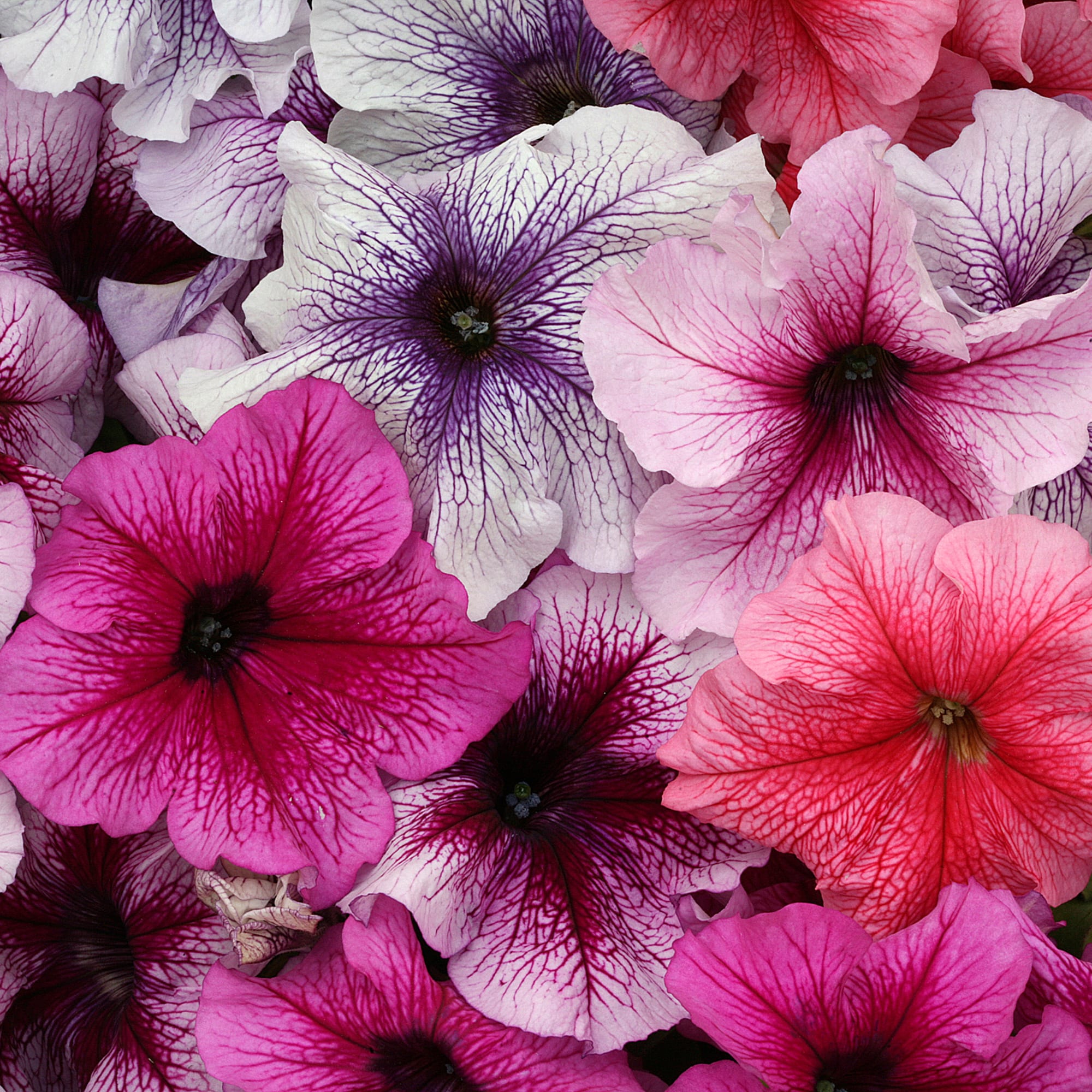 Prism Mix | Syngenta Flowers