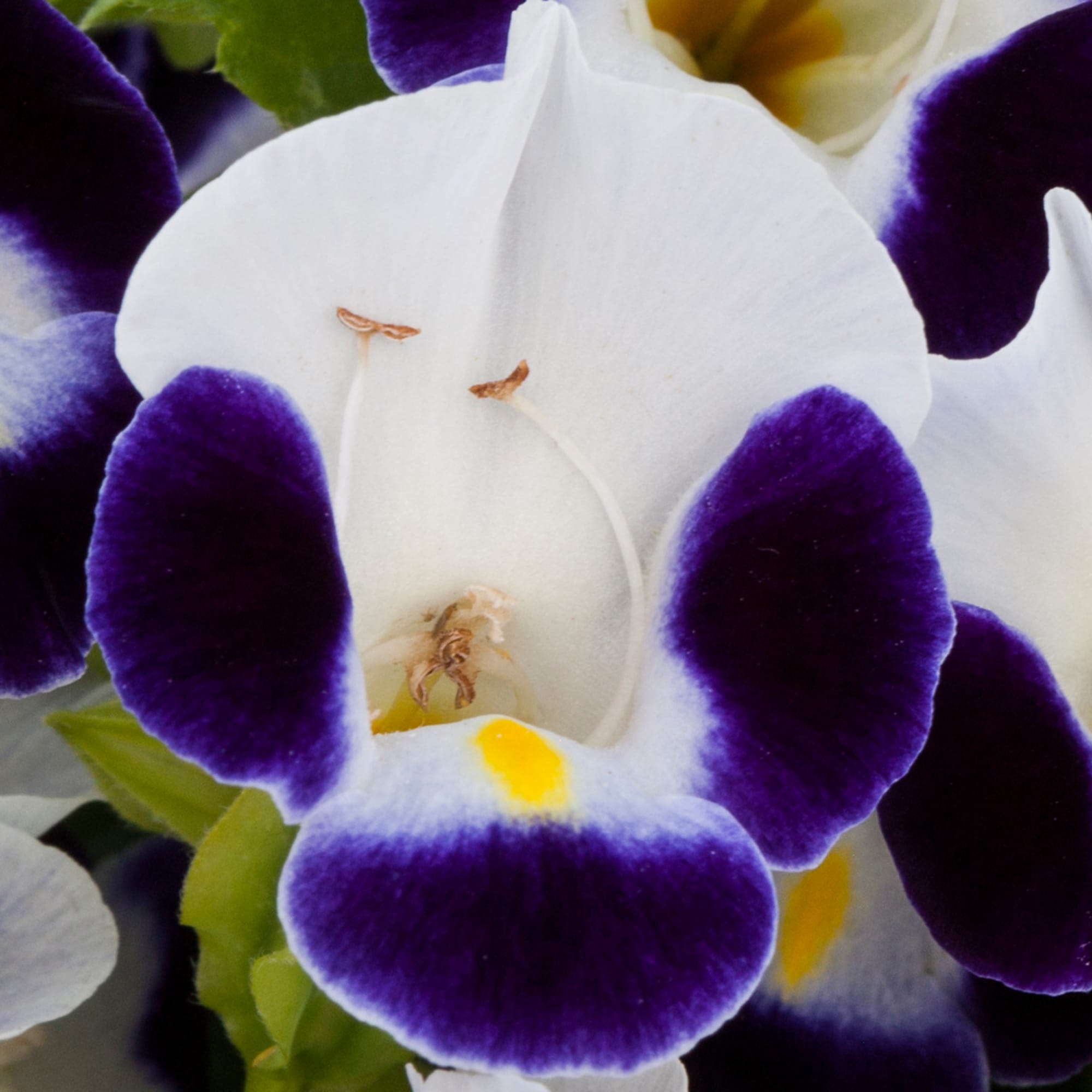 Hi-Lite Blue White Beacon | Syngenta Flowers