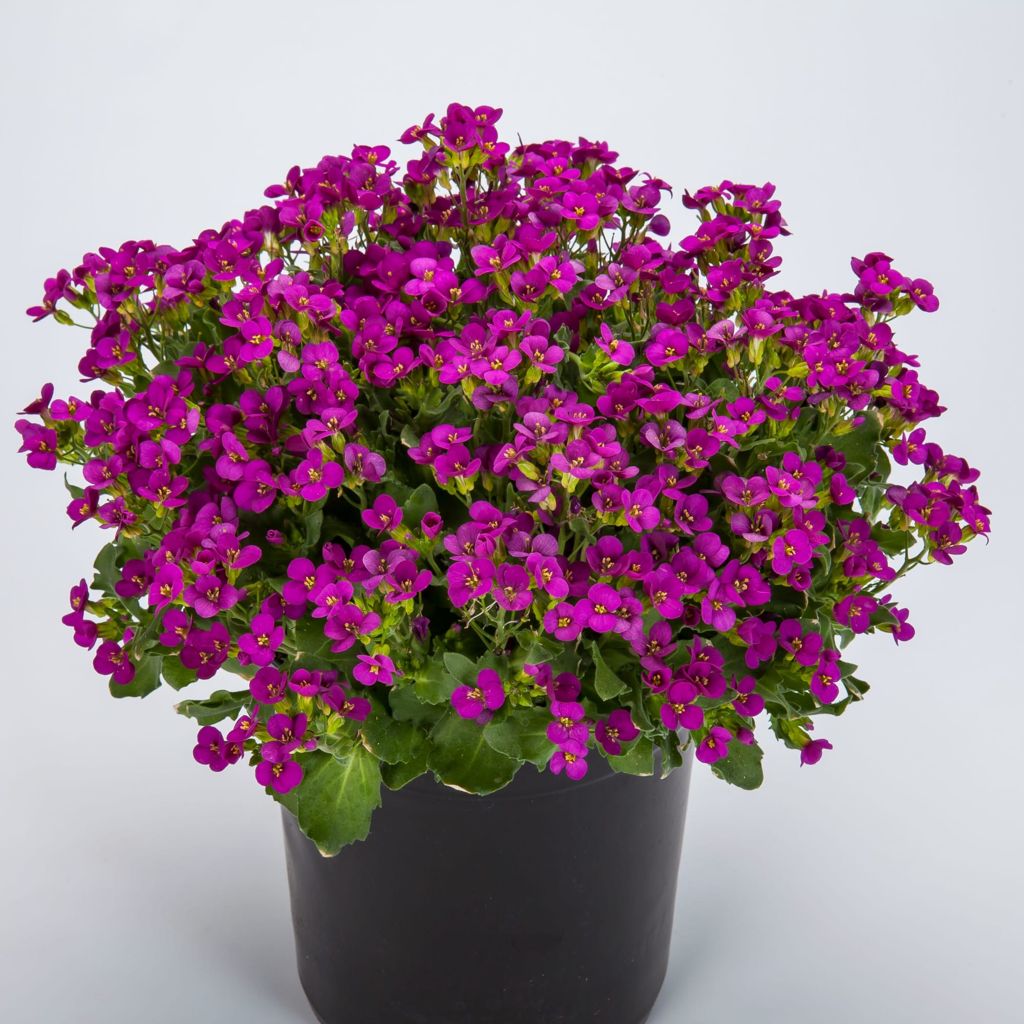 Little Treasure Deep Rose | Syngenta Flowers