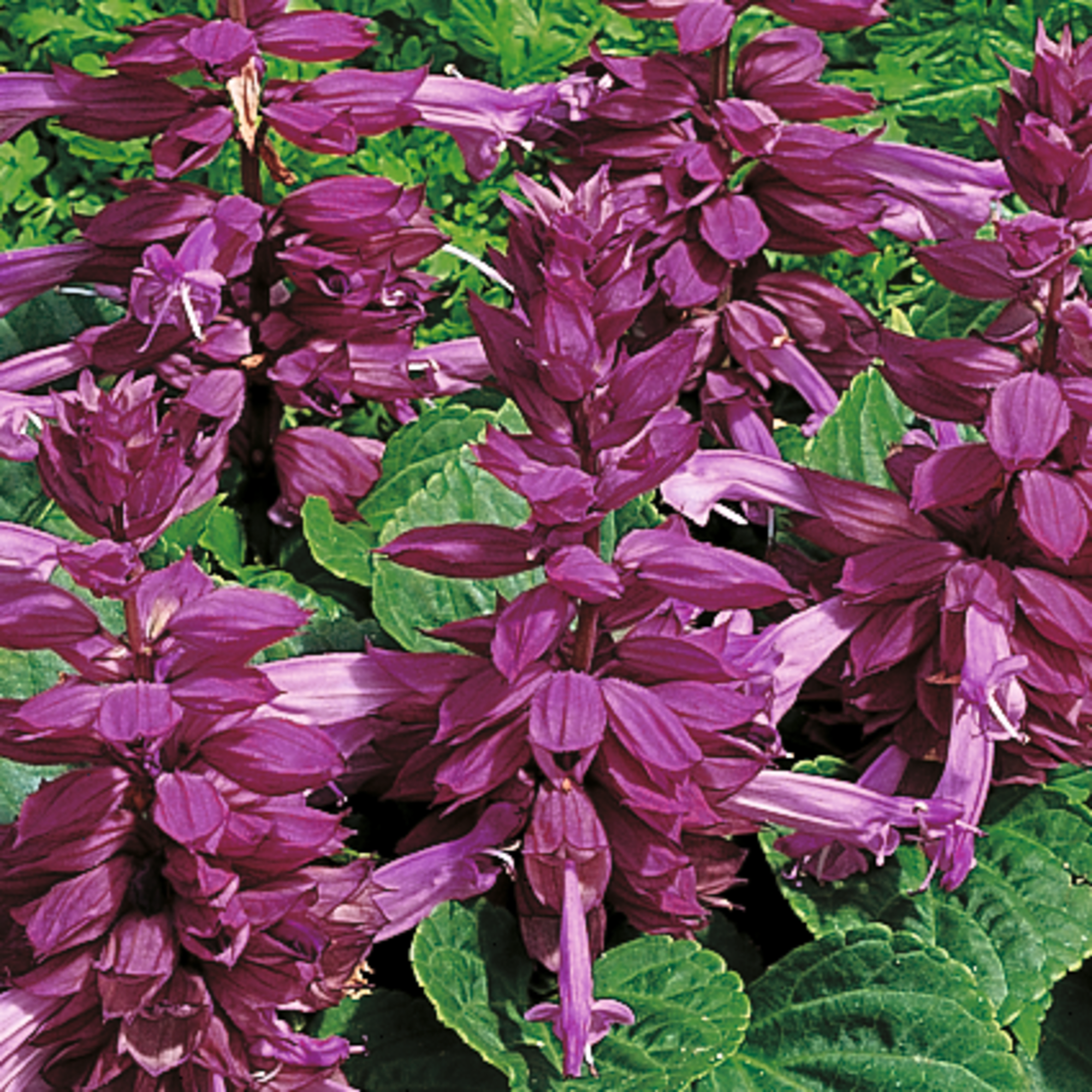 Salsa Purple | Syngenta Flowers