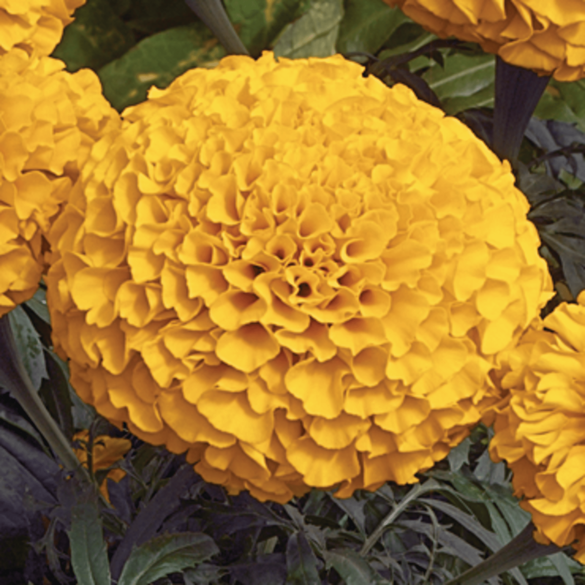 Perfection Gold | Syngenta Flowers