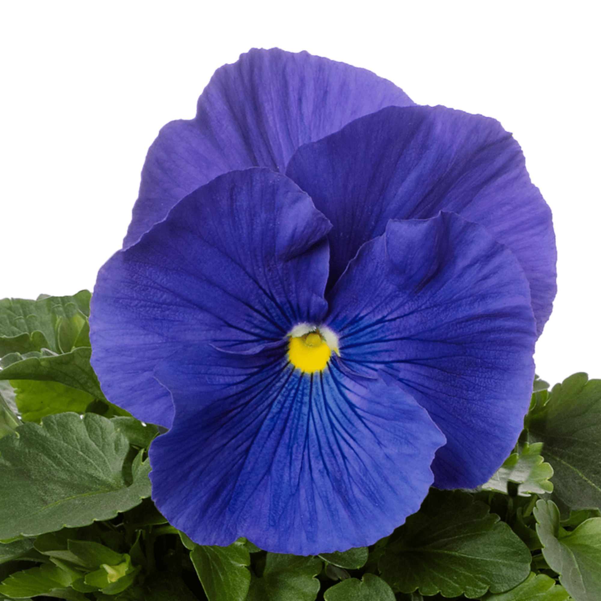 Colossus Neon Violet Imp. | Syngenta Flowers
