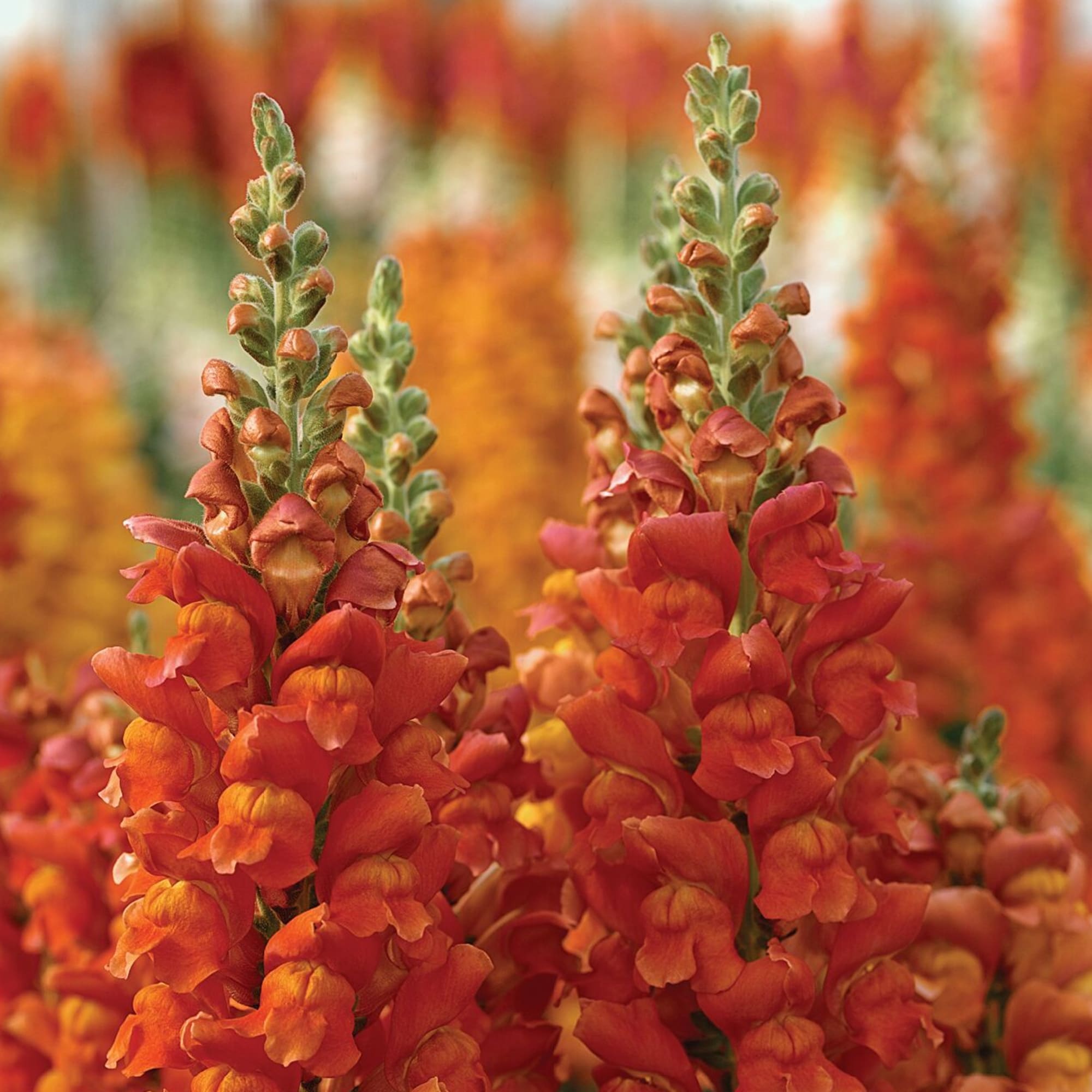 Overture II Orange | Syngenta Flowers