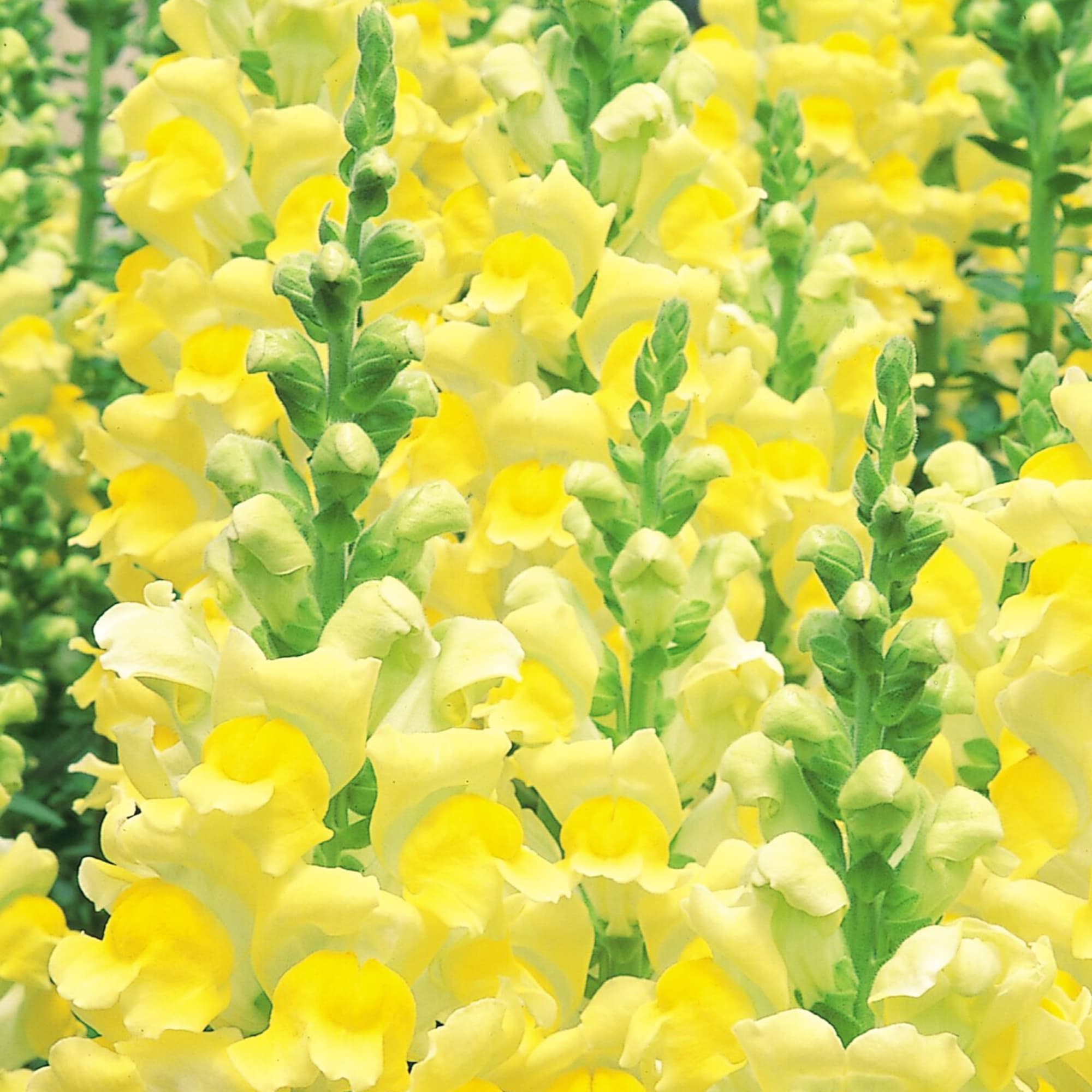 Opus III Pink | Syngenta Flowers