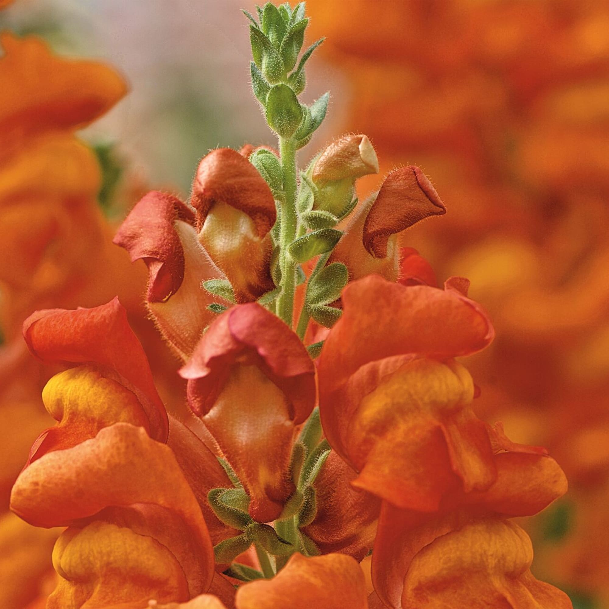 Opus III/IV Early Bronze | Syngenta Flowers