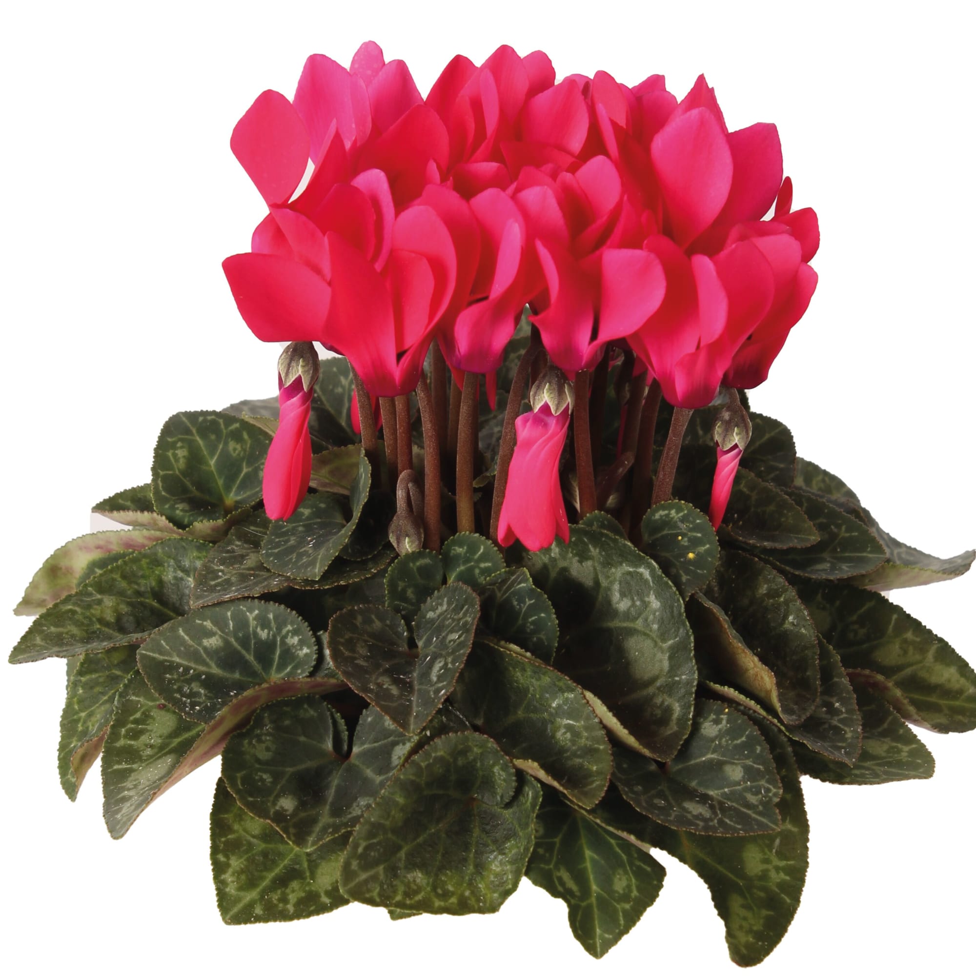 Picola Deep Rose | Syngenta Flowers