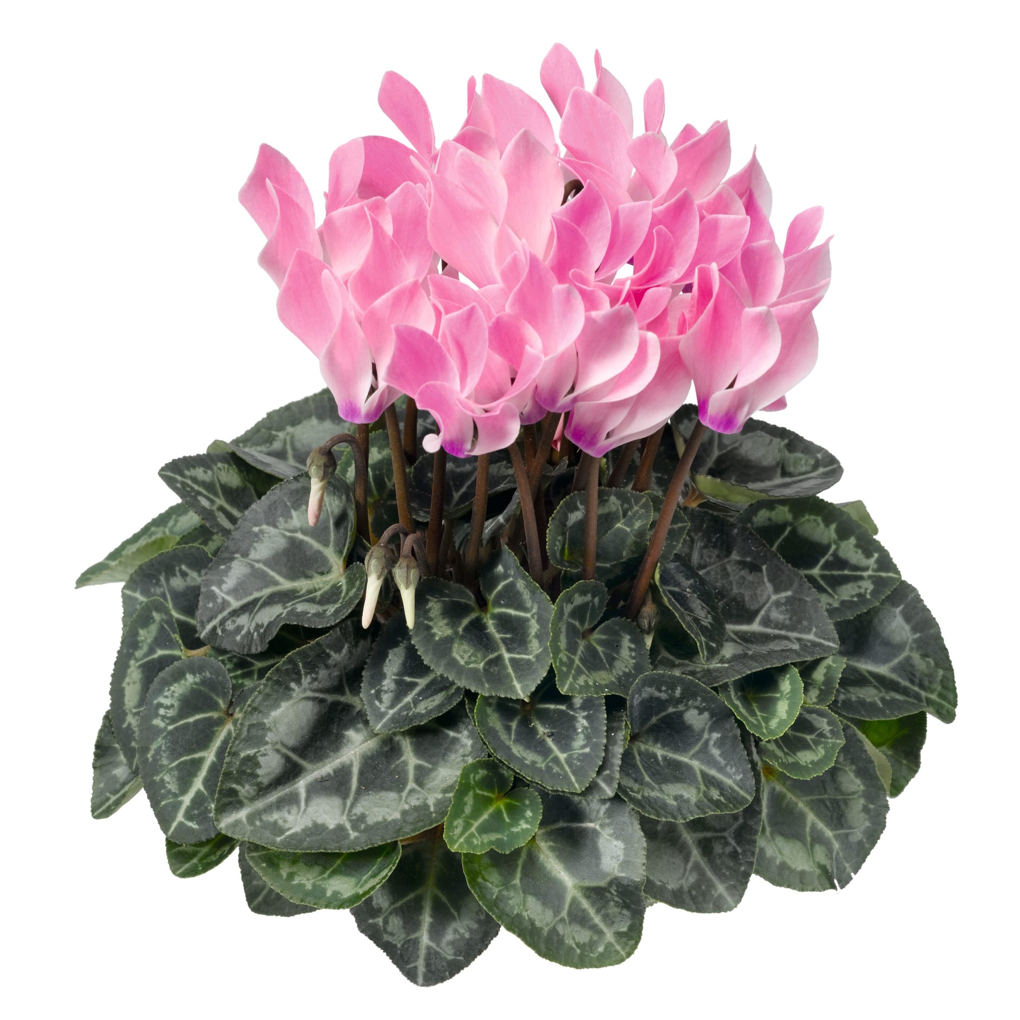 Winfall Mix | Syngenta Flowers