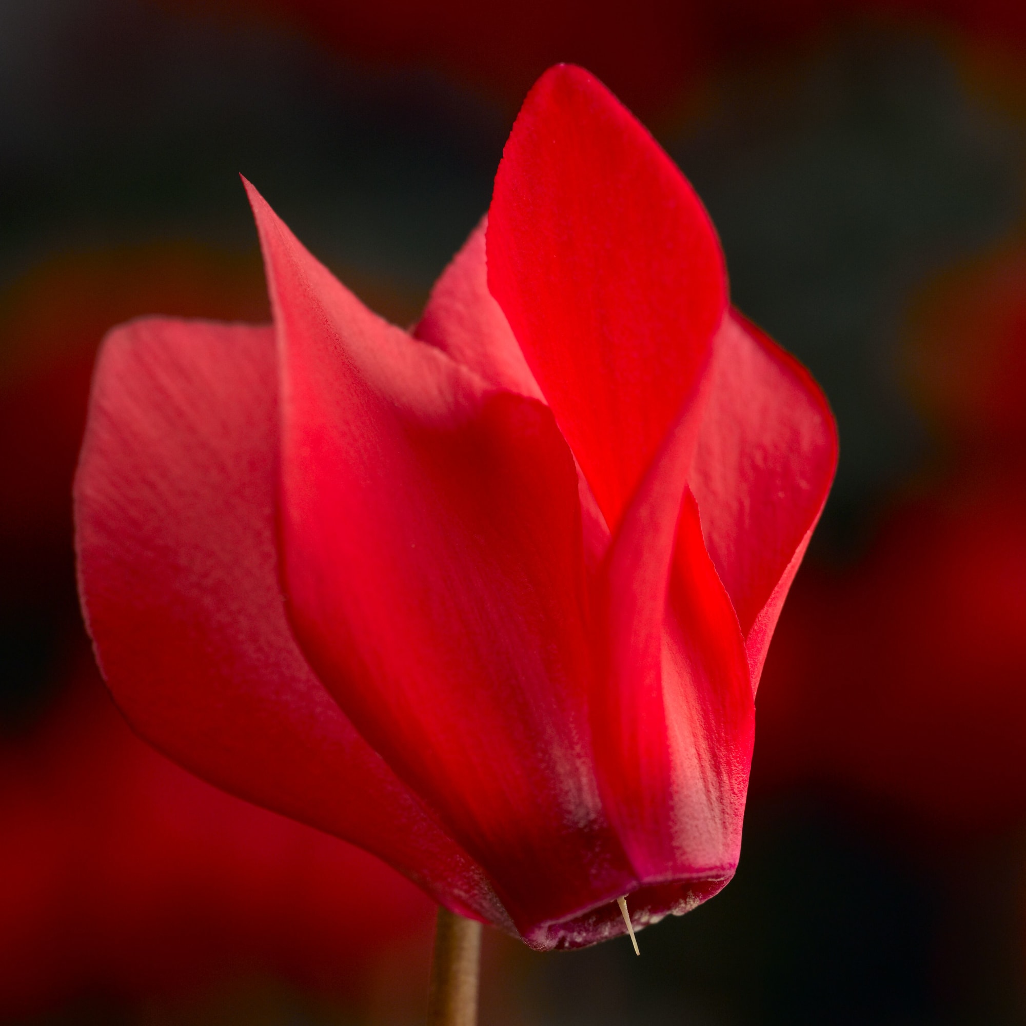 Laser Synchro Scarlet | Syngenta Flowers