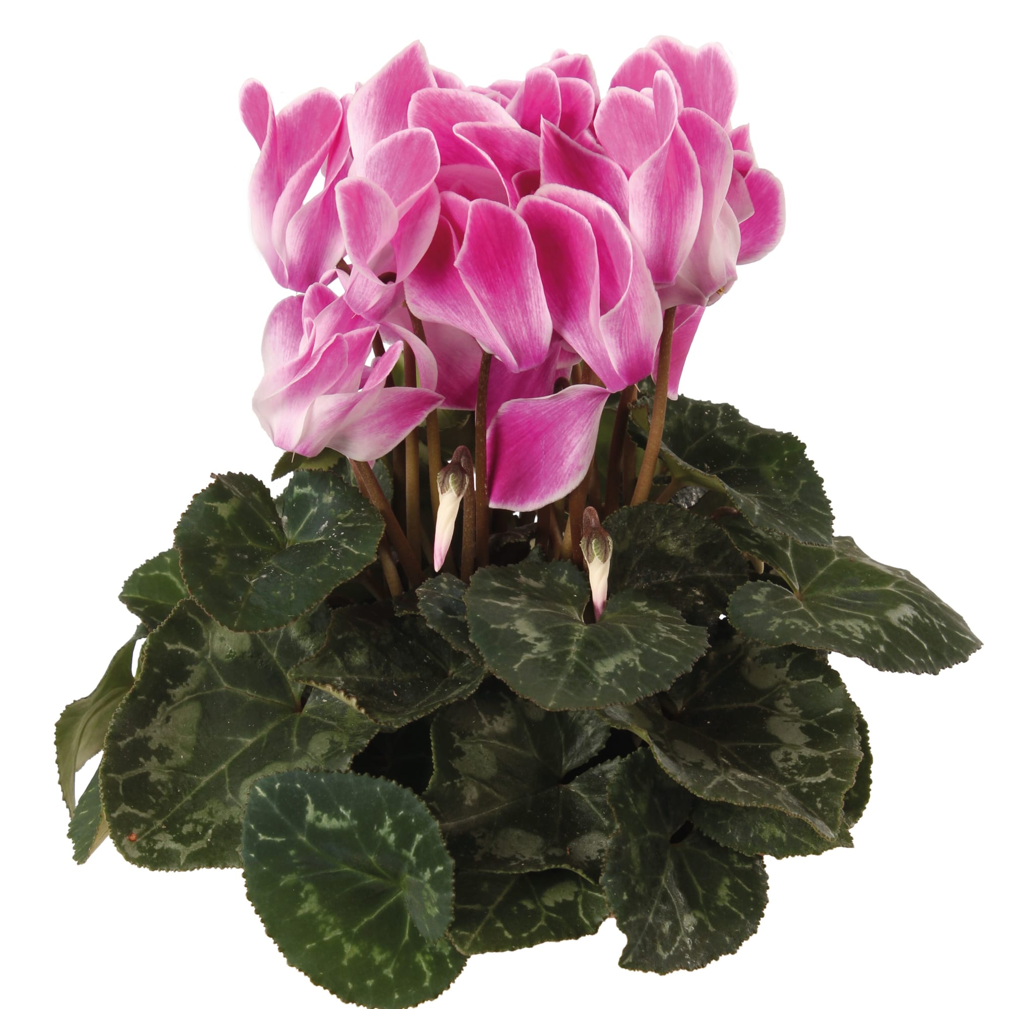 Merita Shine Purple | Syngenta Flowers