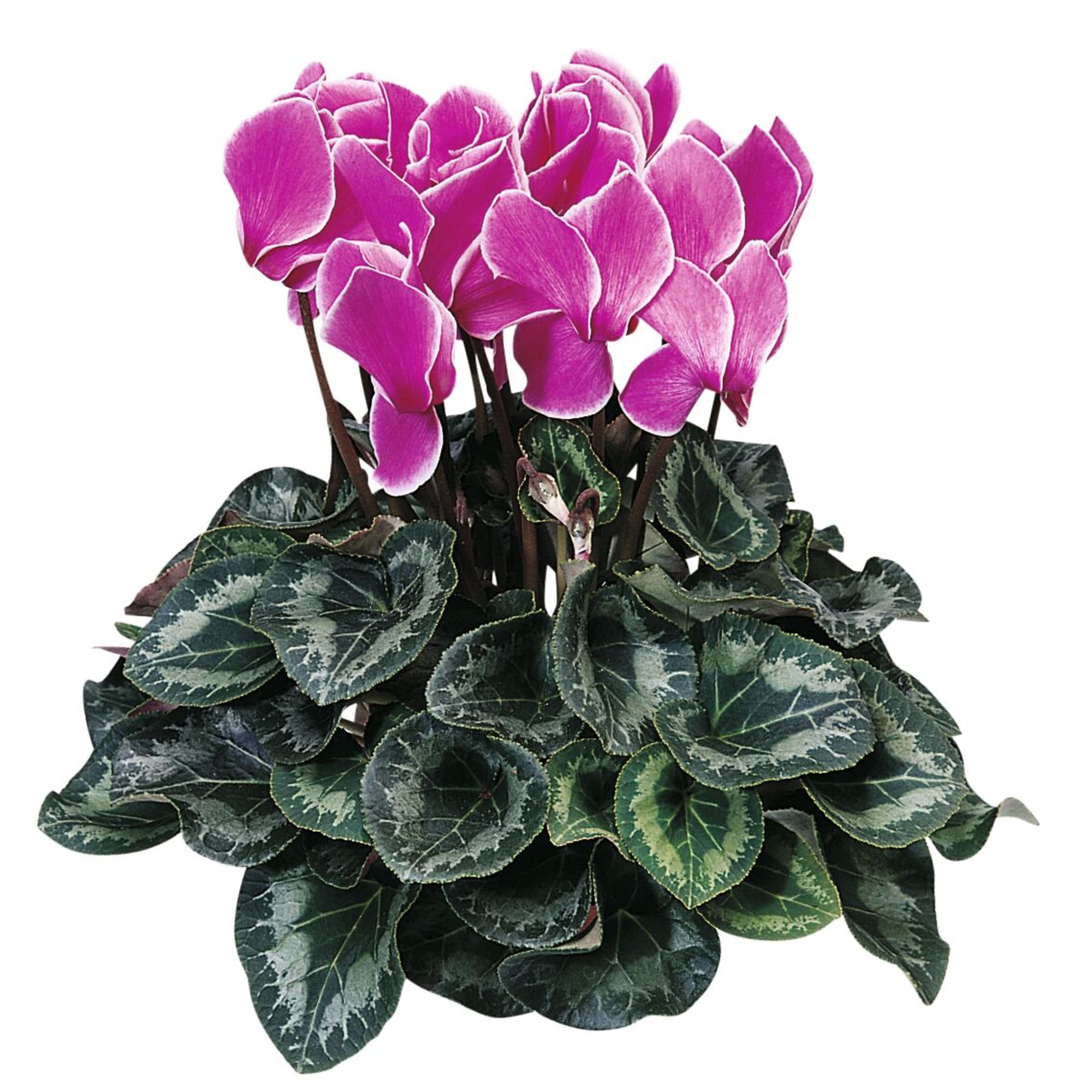 Sierra Wine Flame | Syngenta Flowers