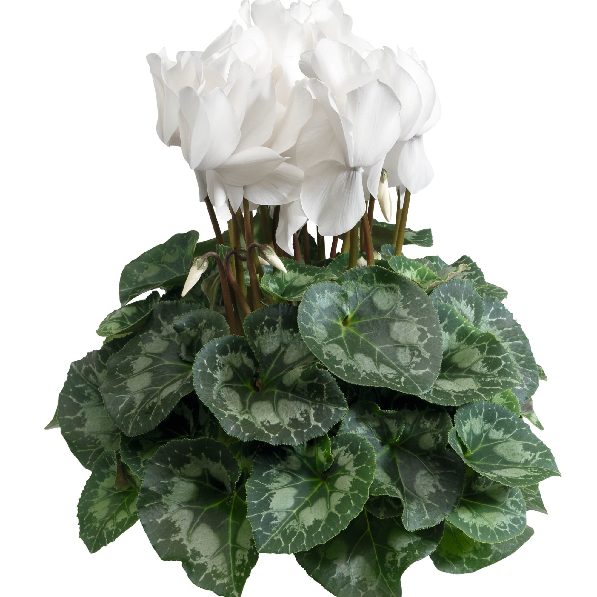 Rainier White | Syngenta Flowers