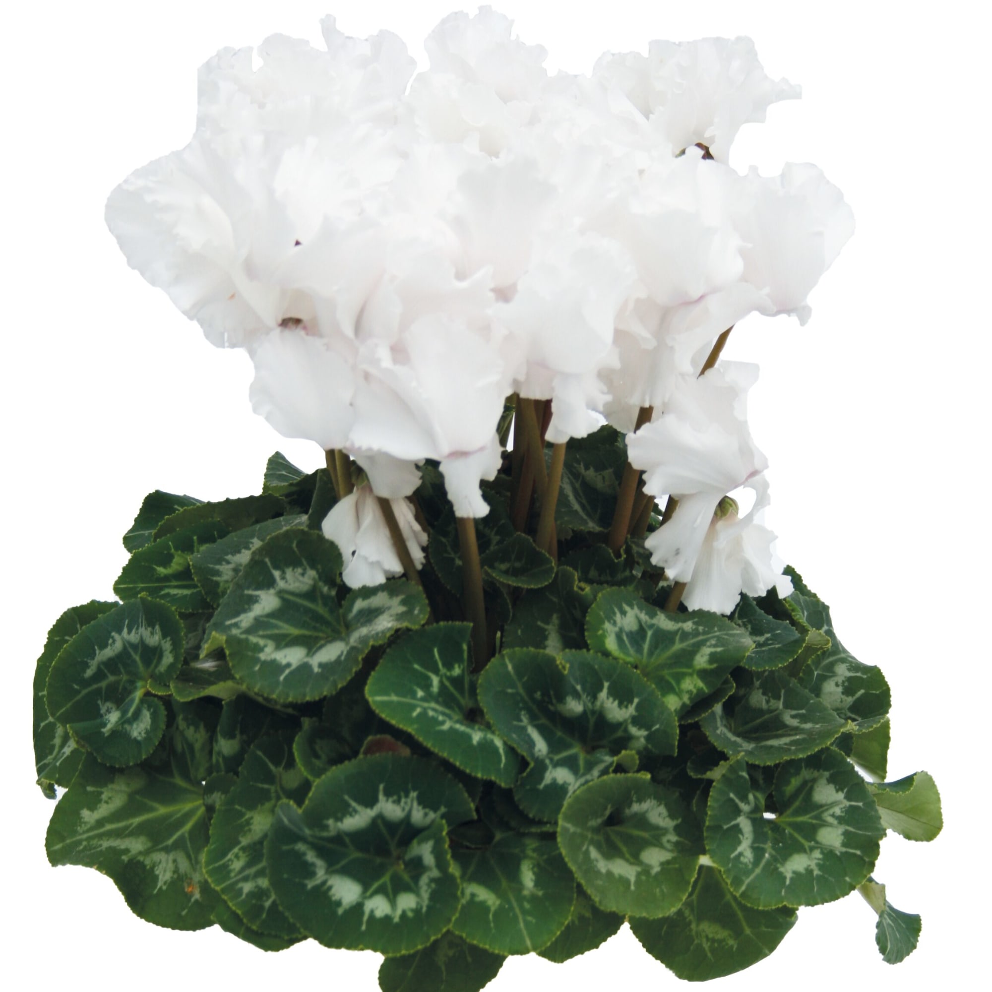 Maxora Friller Early Purple | Syngenta Flowers