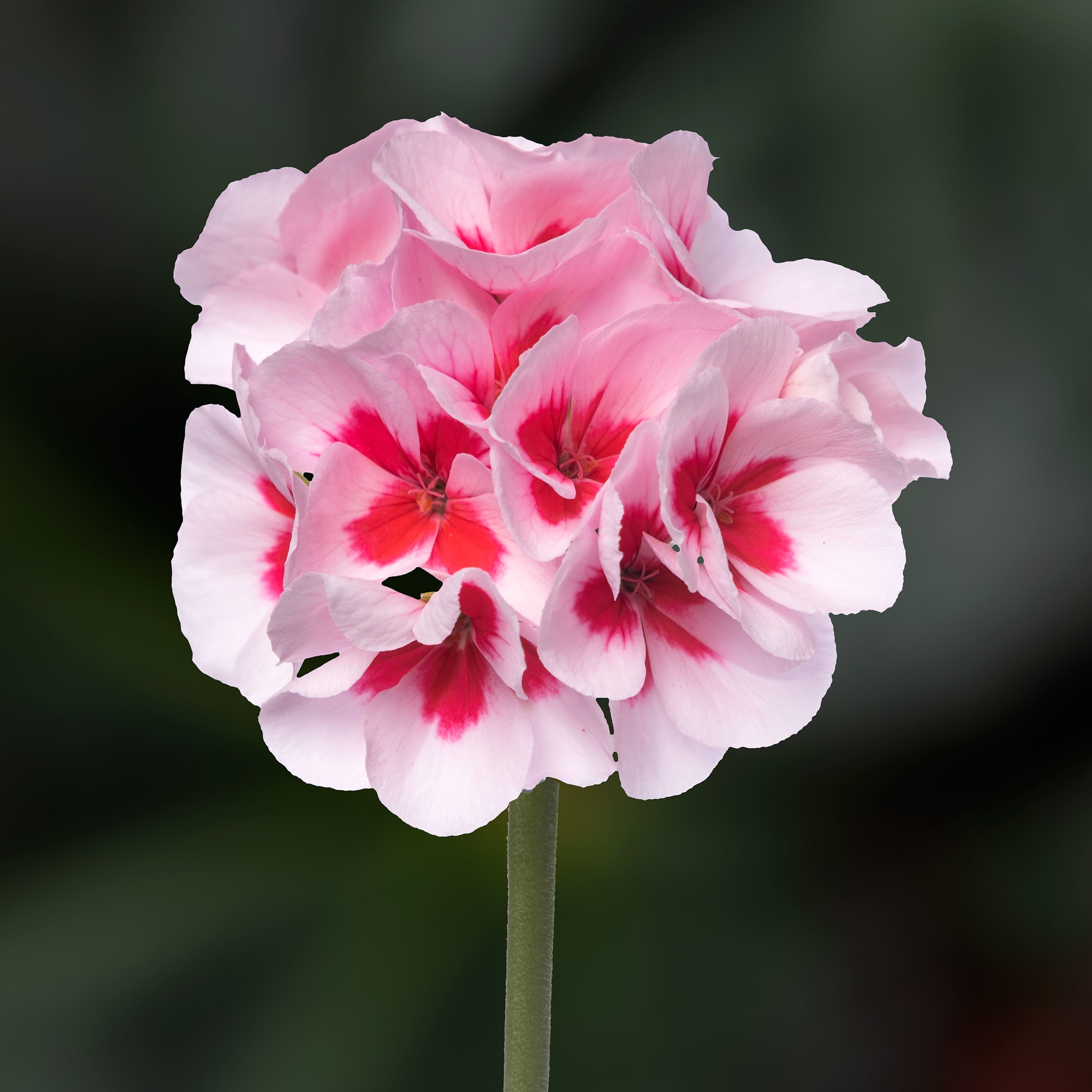 Calliope M White | Syngenta Flowers
