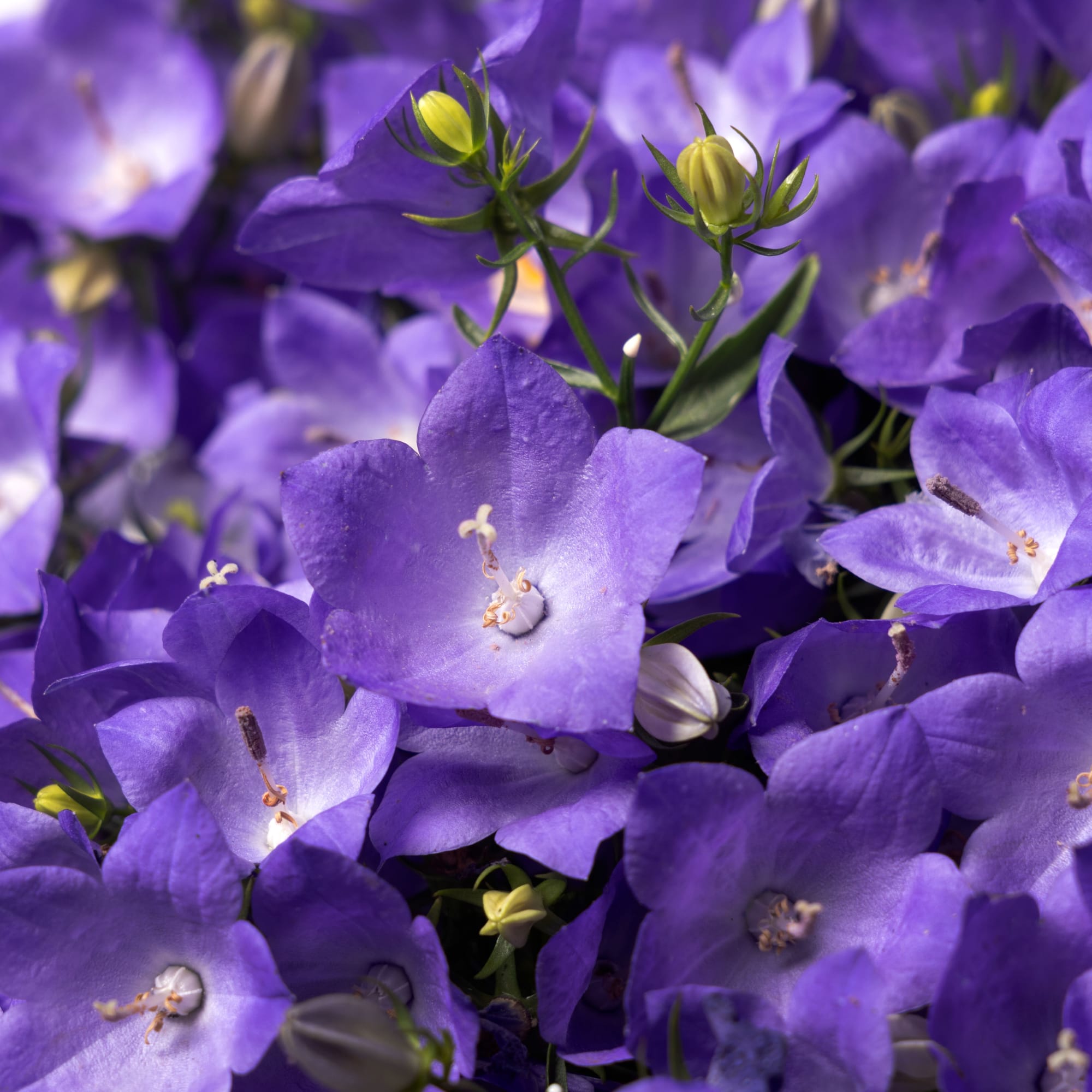MiraBell Heavenly Blue | Syngenta Flowers