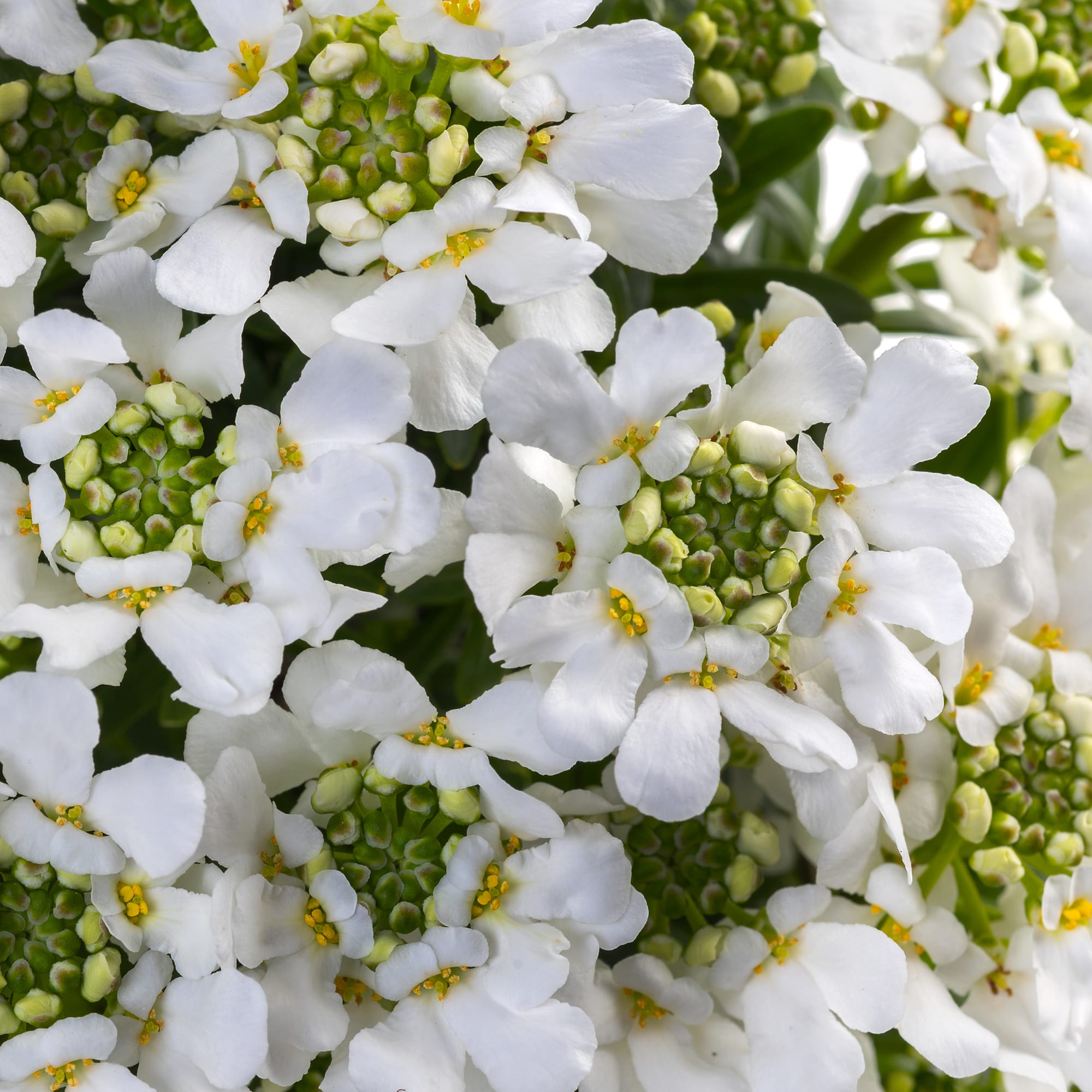 Snow Cone Mid Late | Syngenta Flowers