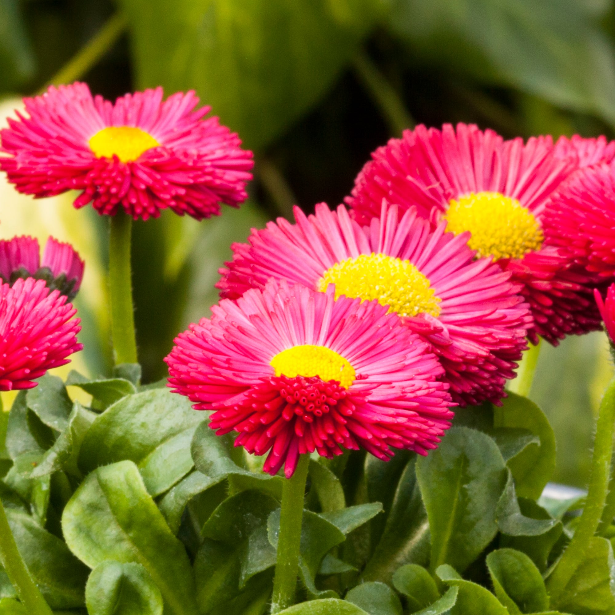 Bambino Rose | Syngenta Flowers