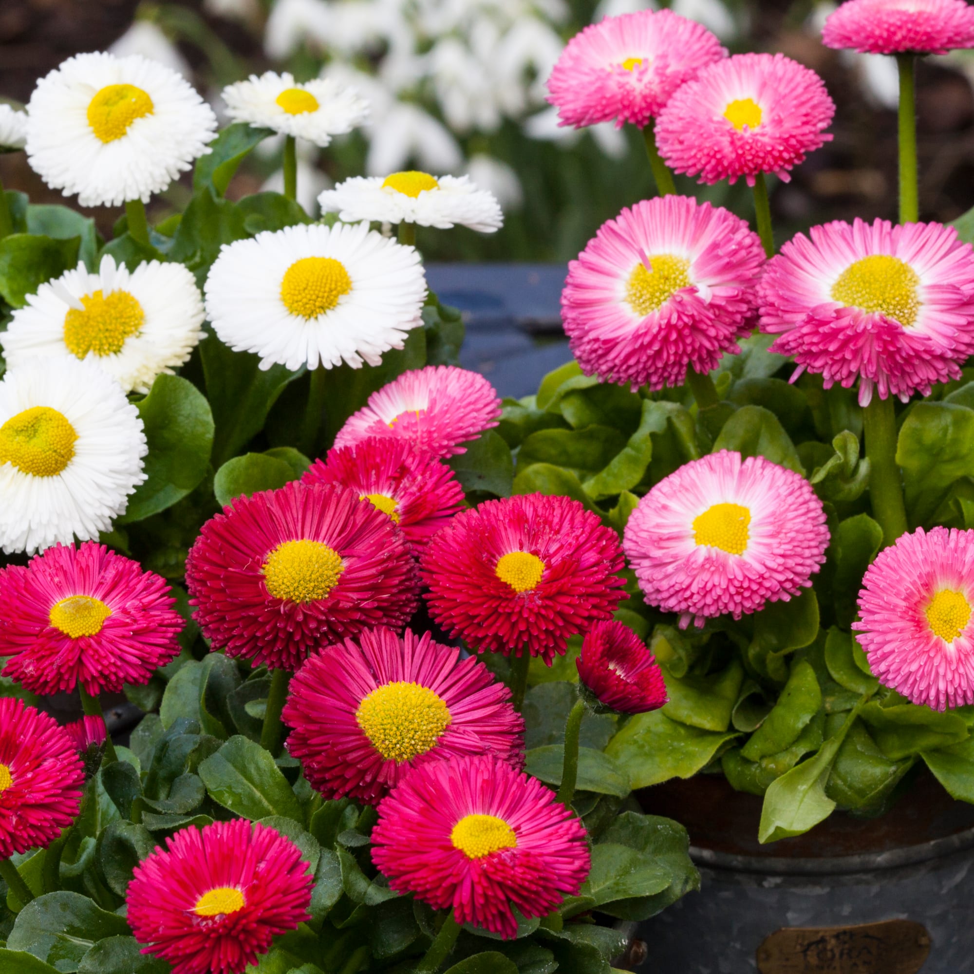 Bambino Rose | Syngenta Flowers