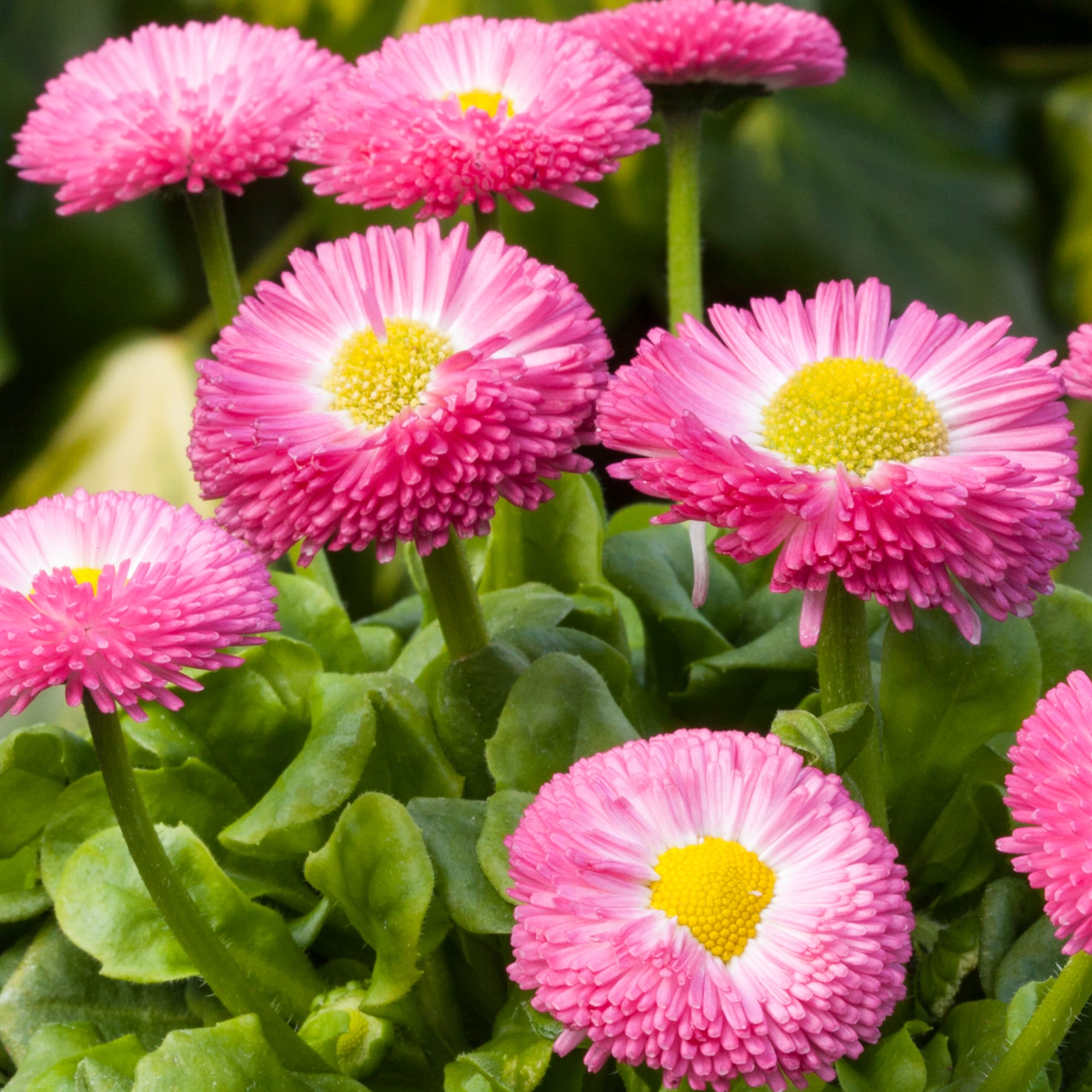 Bambino Rose | Syngenta Flowers