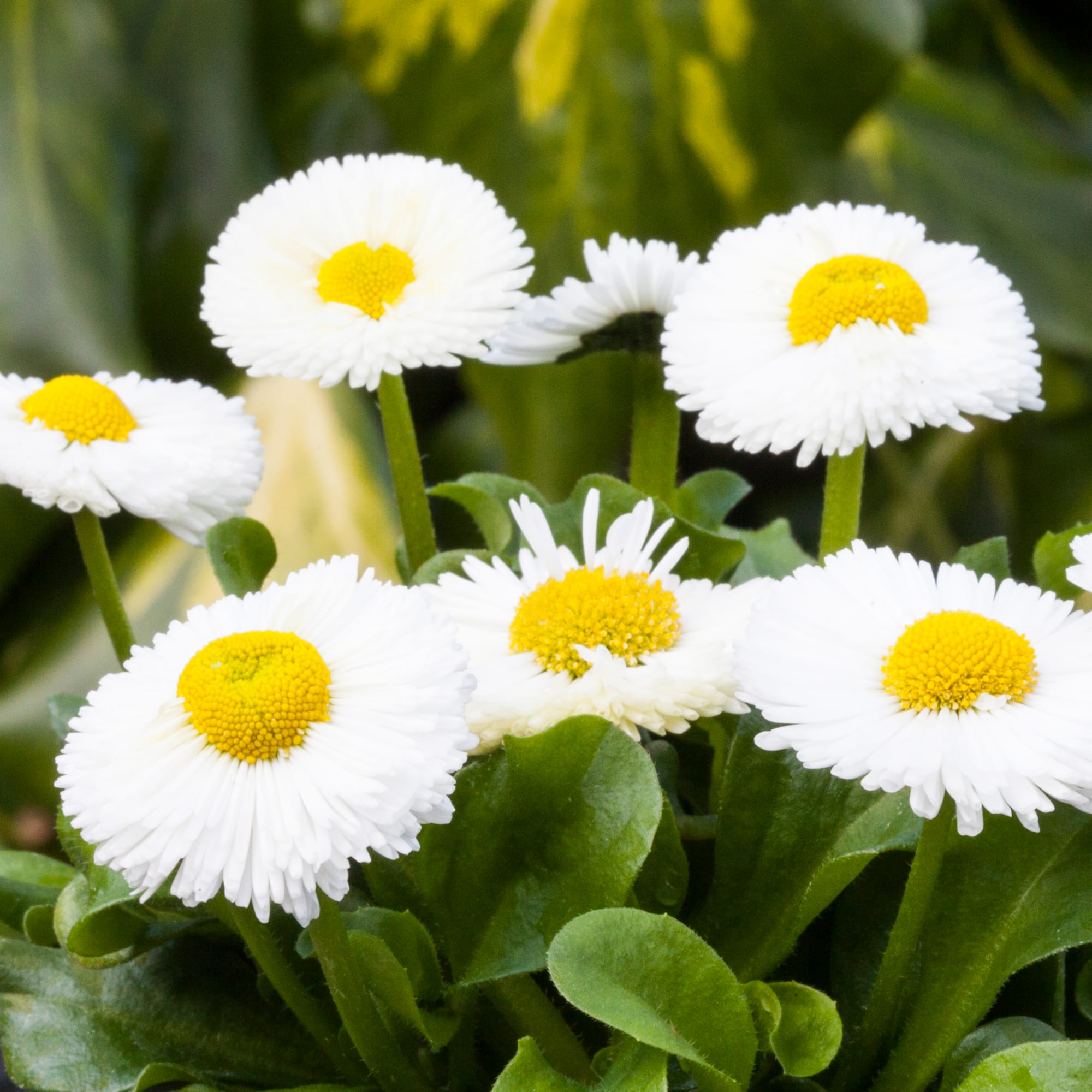 Bambino White | Syngenta Flowers