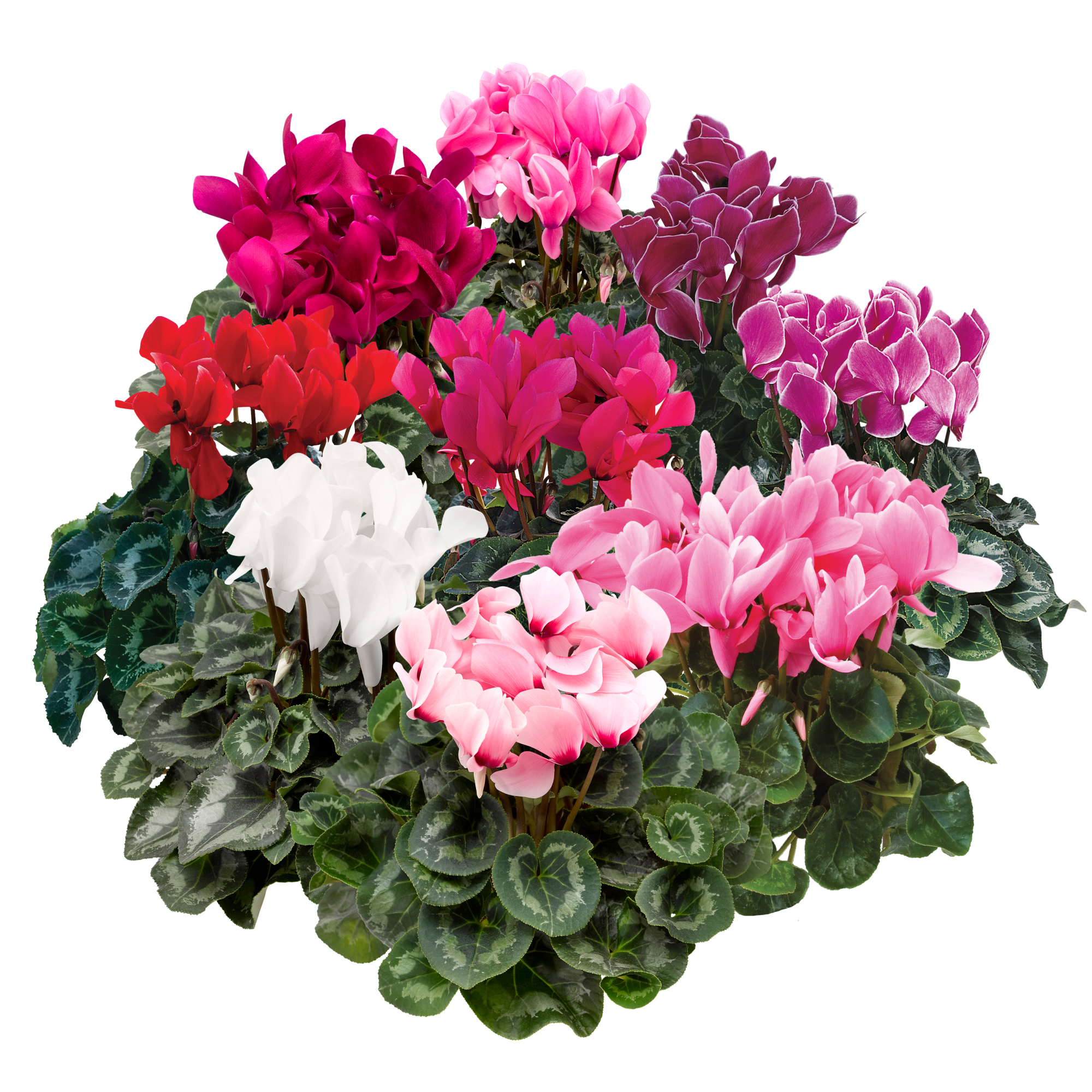 Sierra Snowridge Wine | Syngenta Flowers