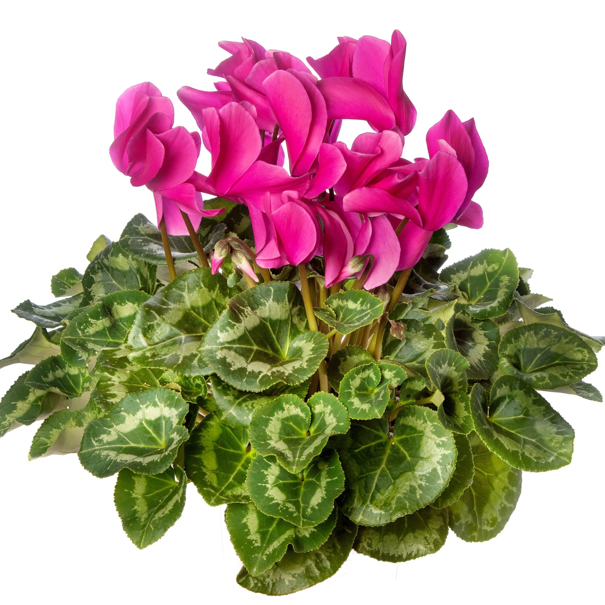 Rainier Purple | Syngenta Flowers